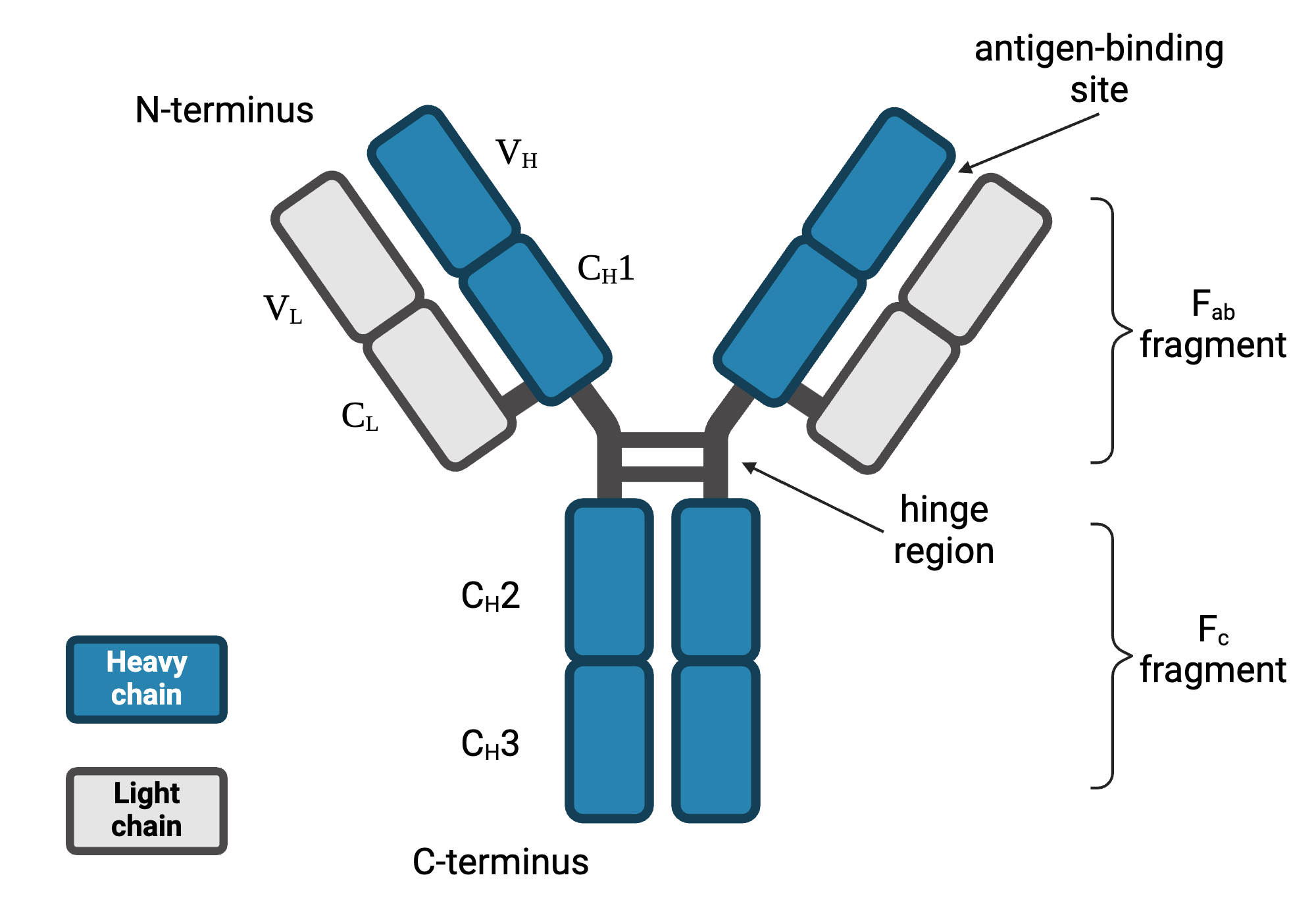 Immunoglobulin structure | BioRender Science Templates