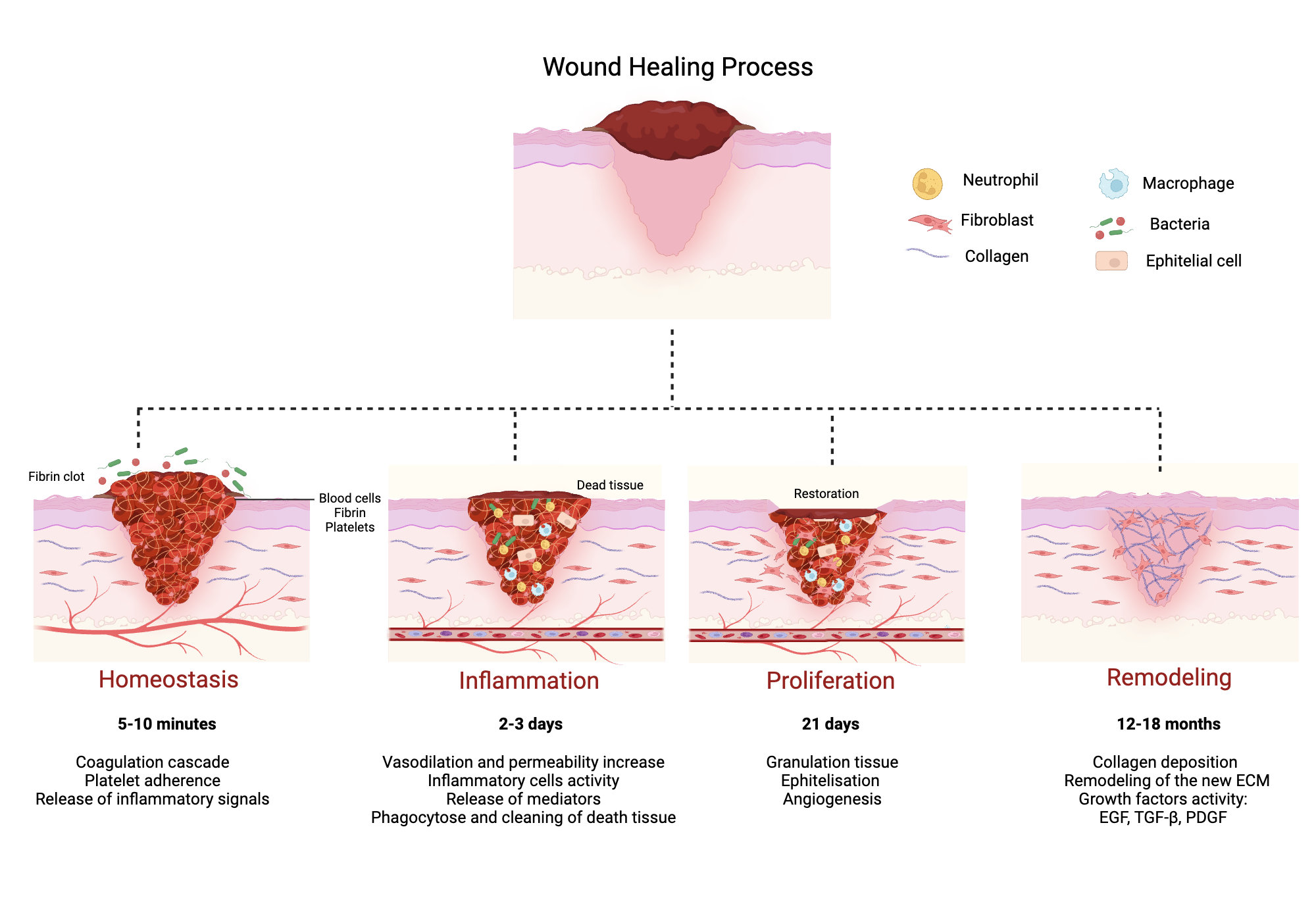 Wound healing process | BioRender Science Templates