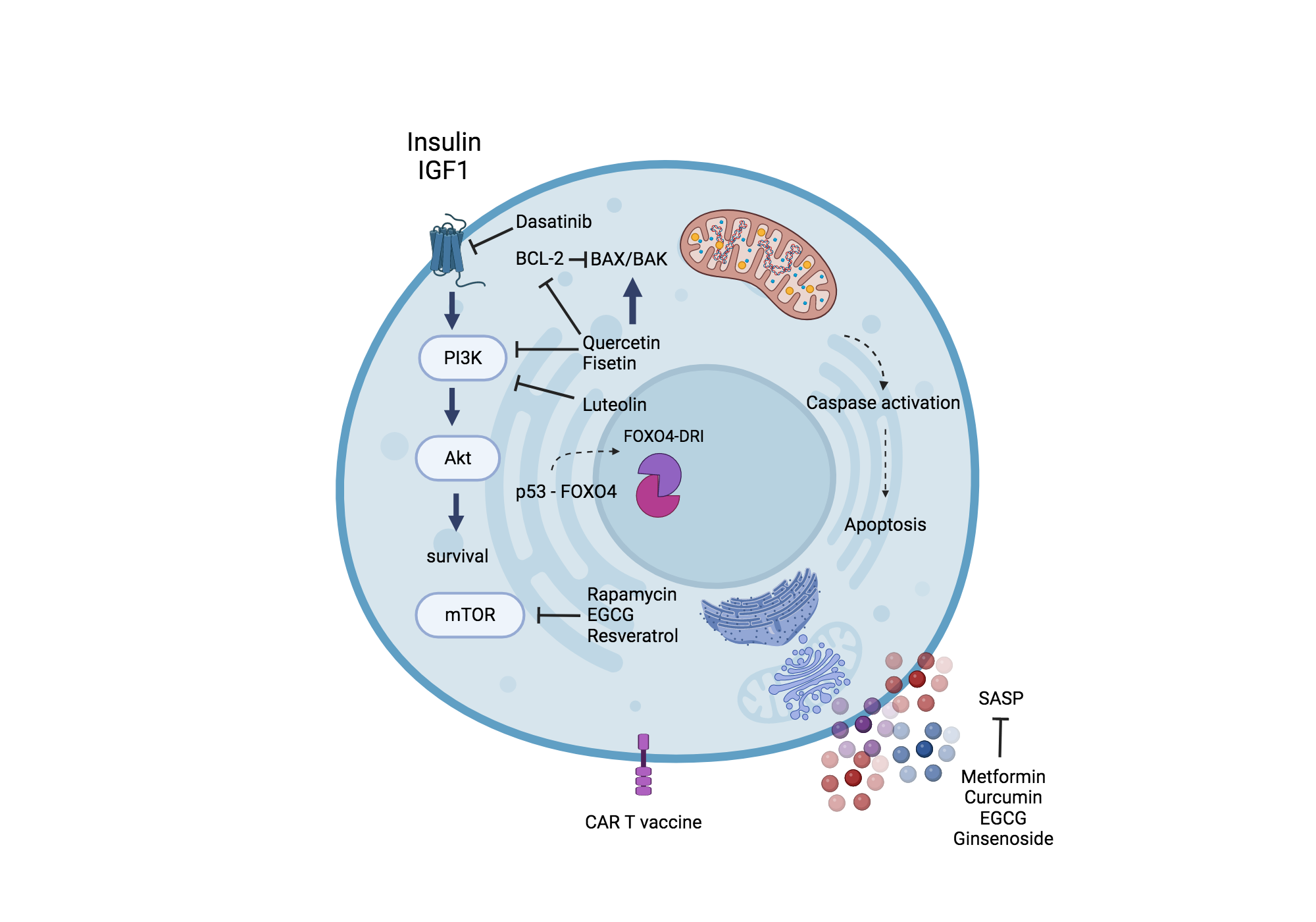 Senolytic Therapy | BioRender Science Templates