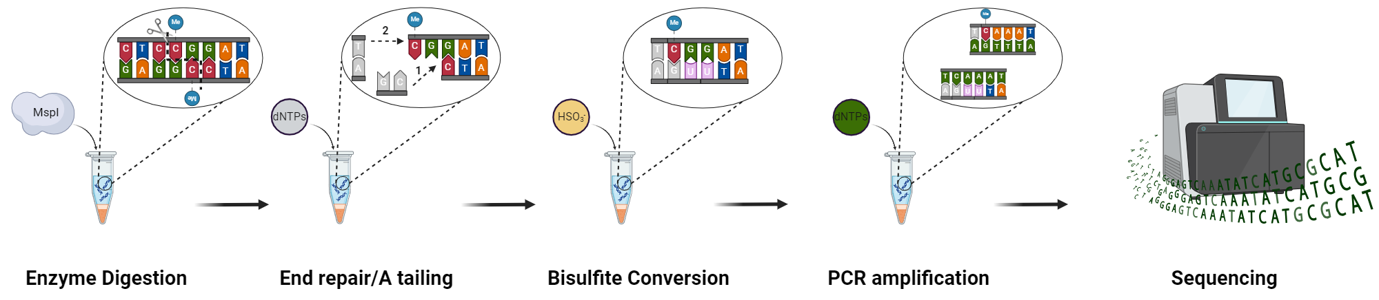 Reduced Representation Bisulfite Sequencing | BioRender Science Templates