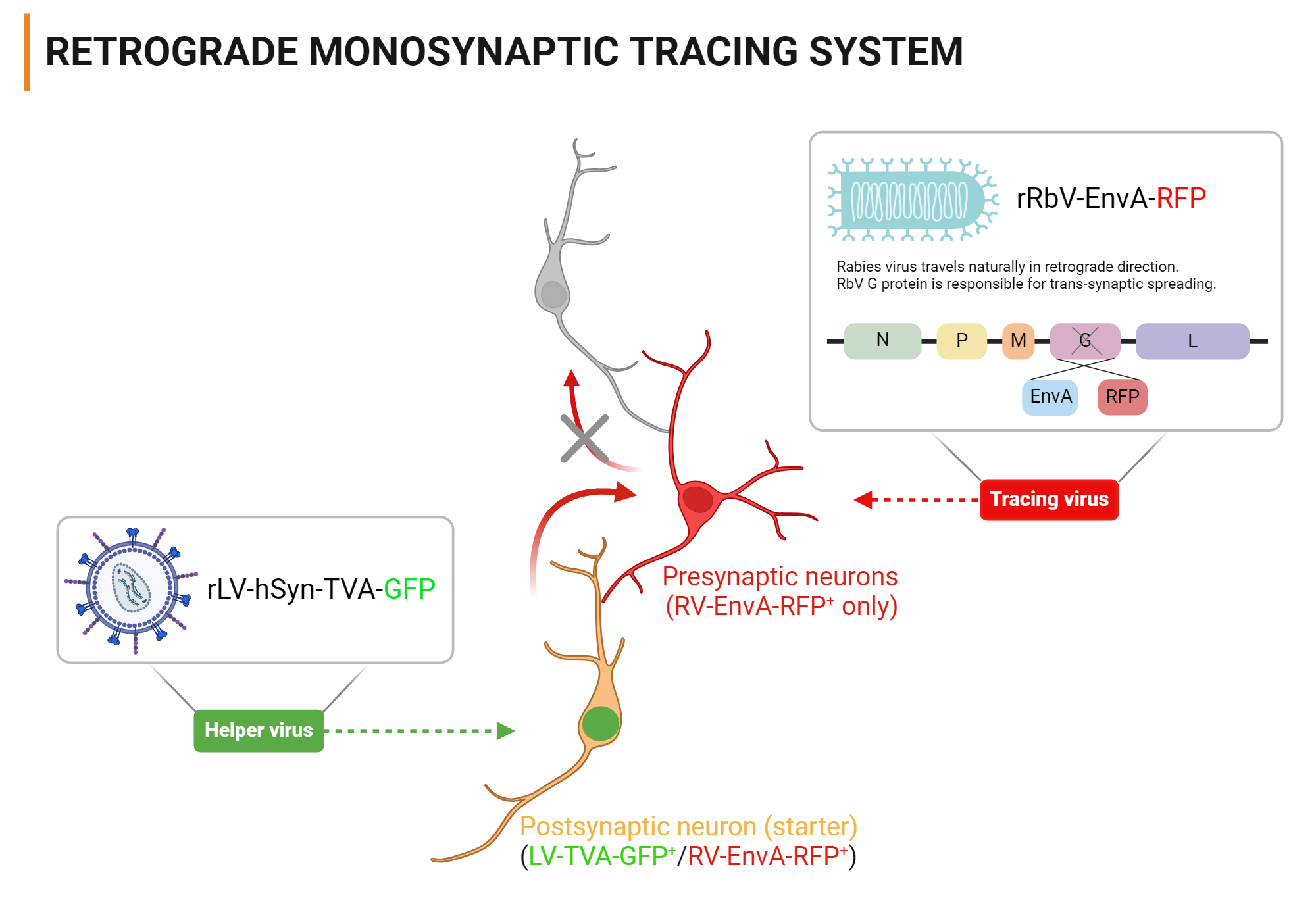 Retrograde Monosynaptic Tracing System | BioRender Science Templates