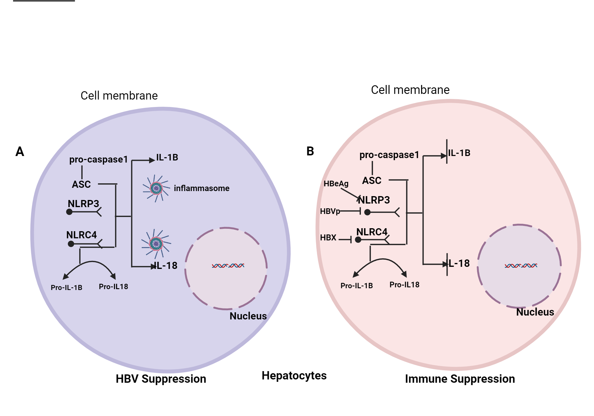 Interactions between HBV and NLRs Mediated Immune Response | BioRender ...