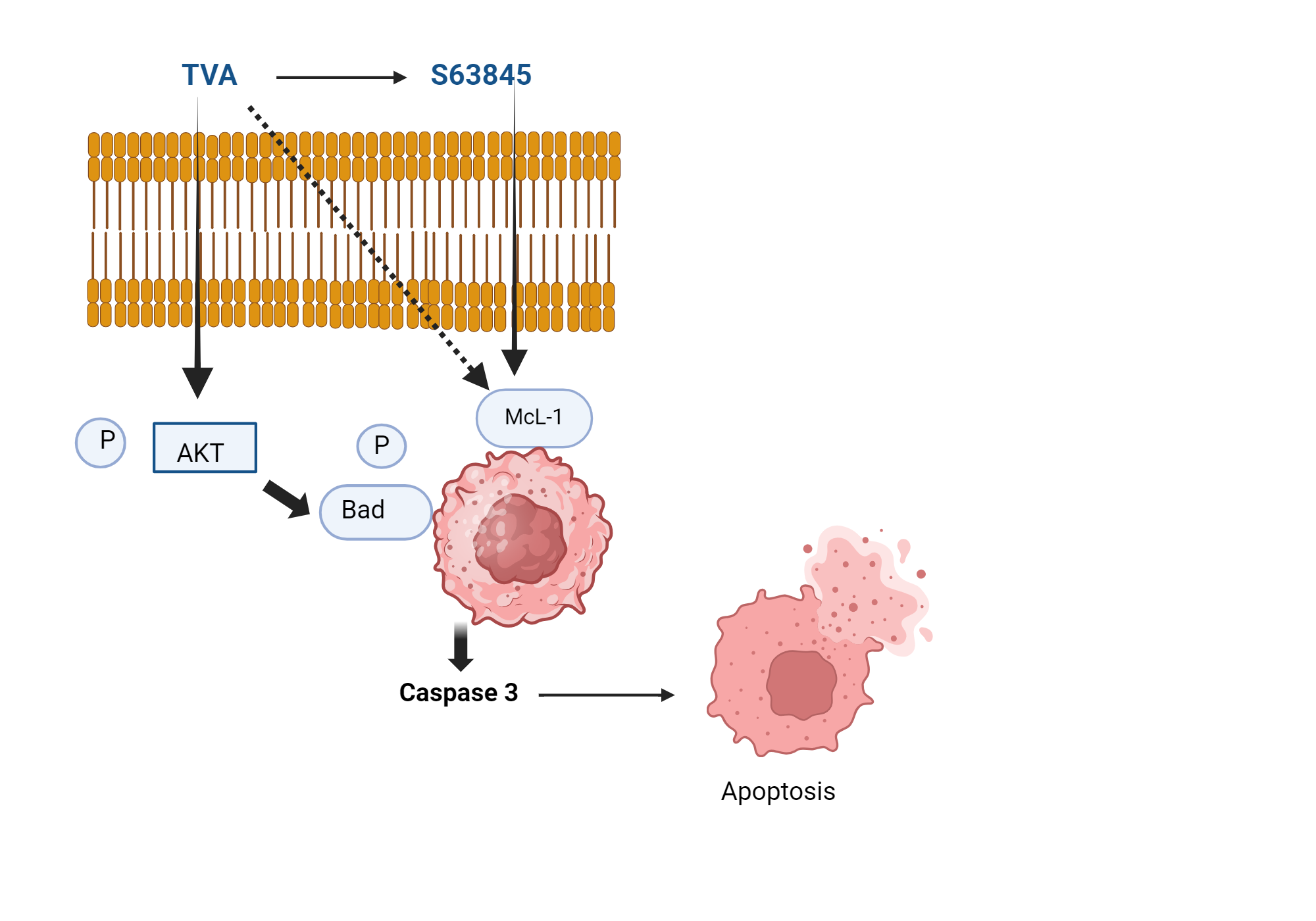 Signaling pathways underlying Trans Vaccenic acid(TVA) and/or S63845 ...