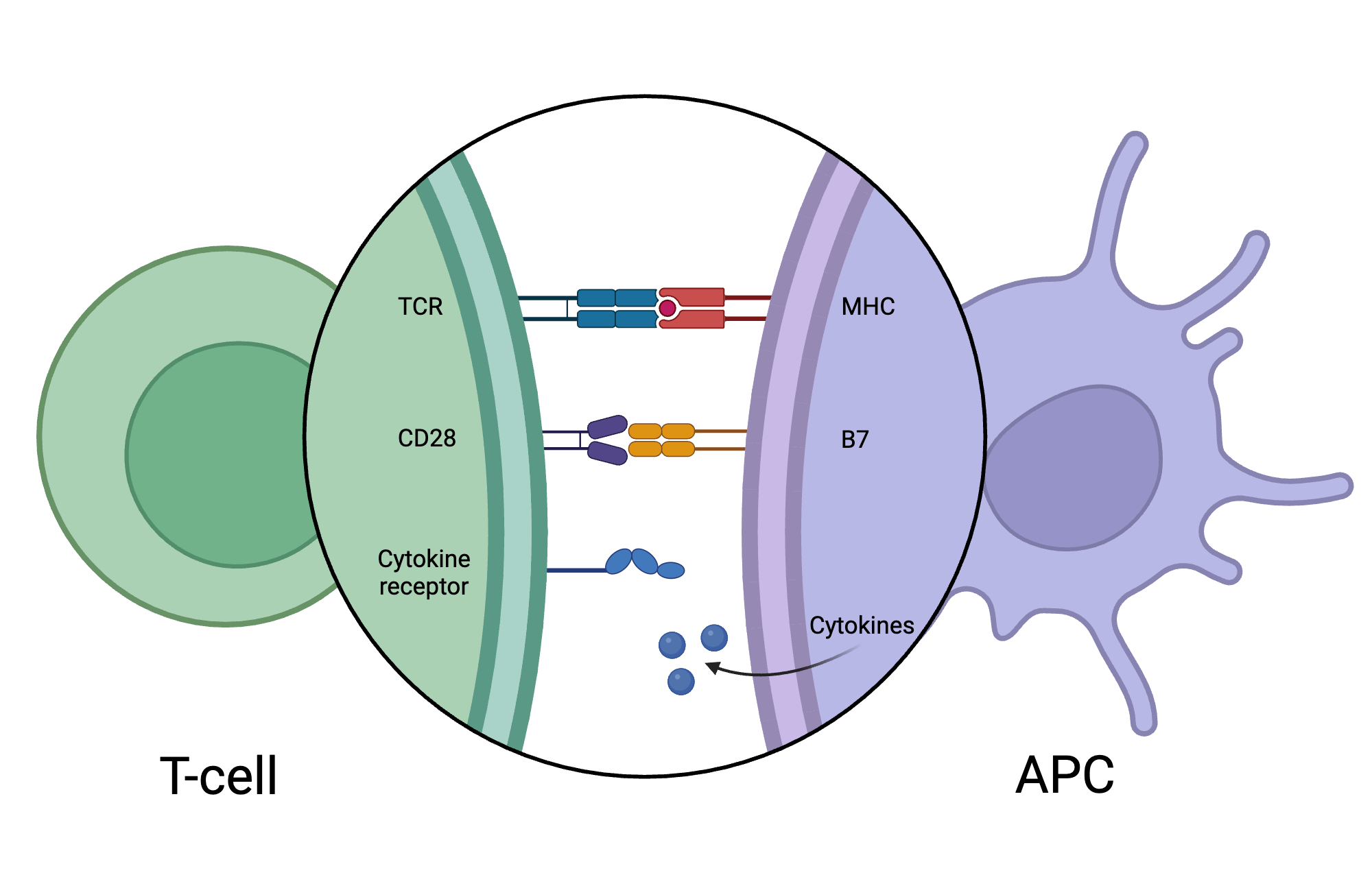 Activation of T-cells | BioRender Science Templates