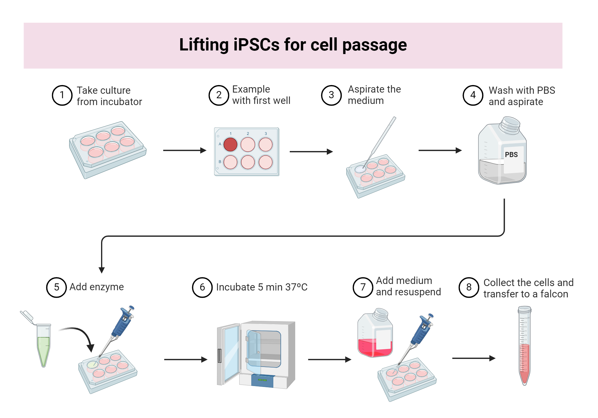 Lifting iPSCs for Cell Passage | BioRender Science Templates