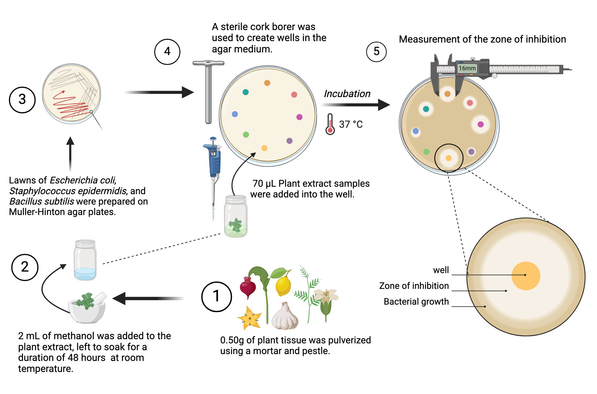 well method assay | BioRender Science Templates