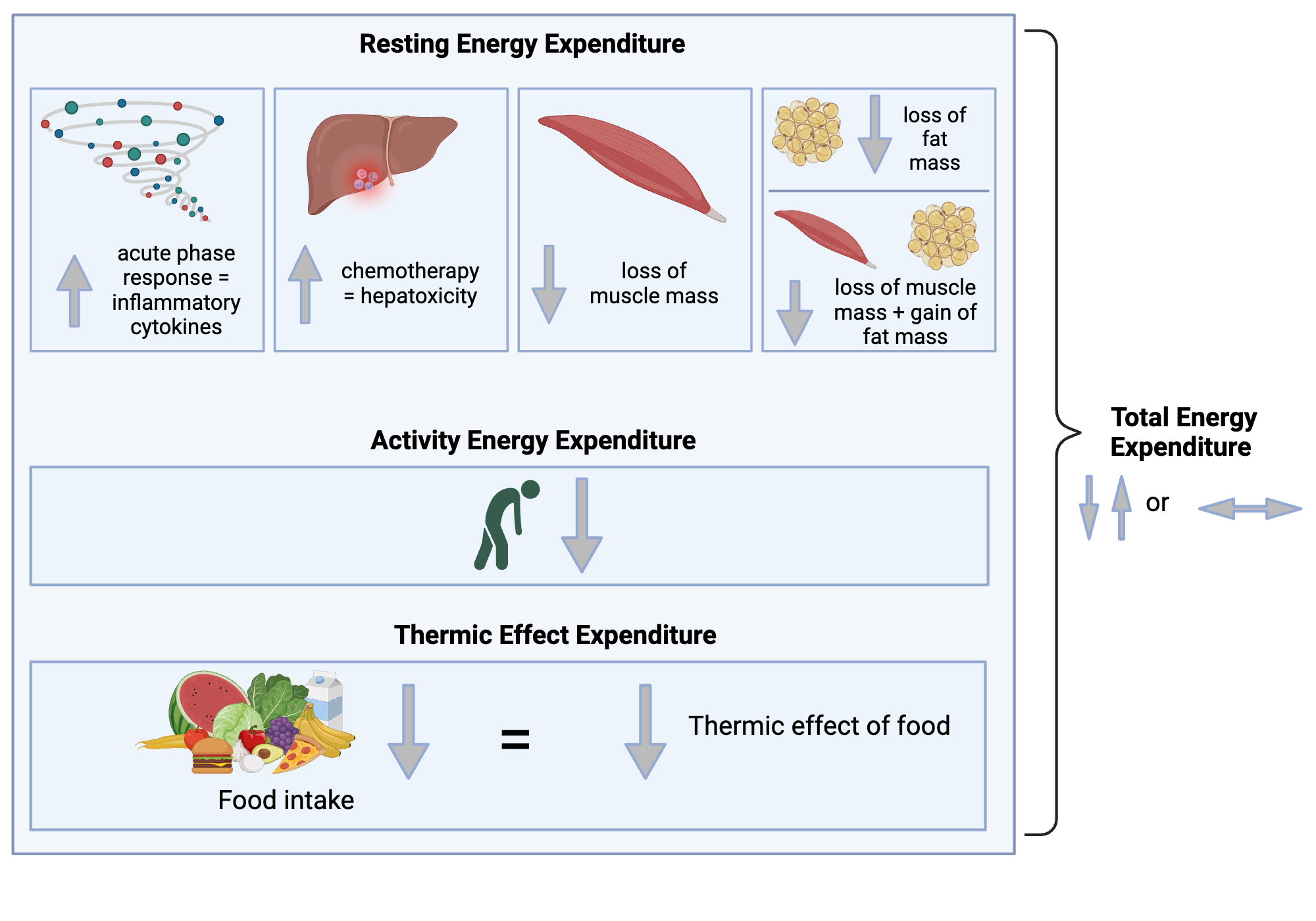 Changes in the metabolism of cancer patients | BioRender Science Templates