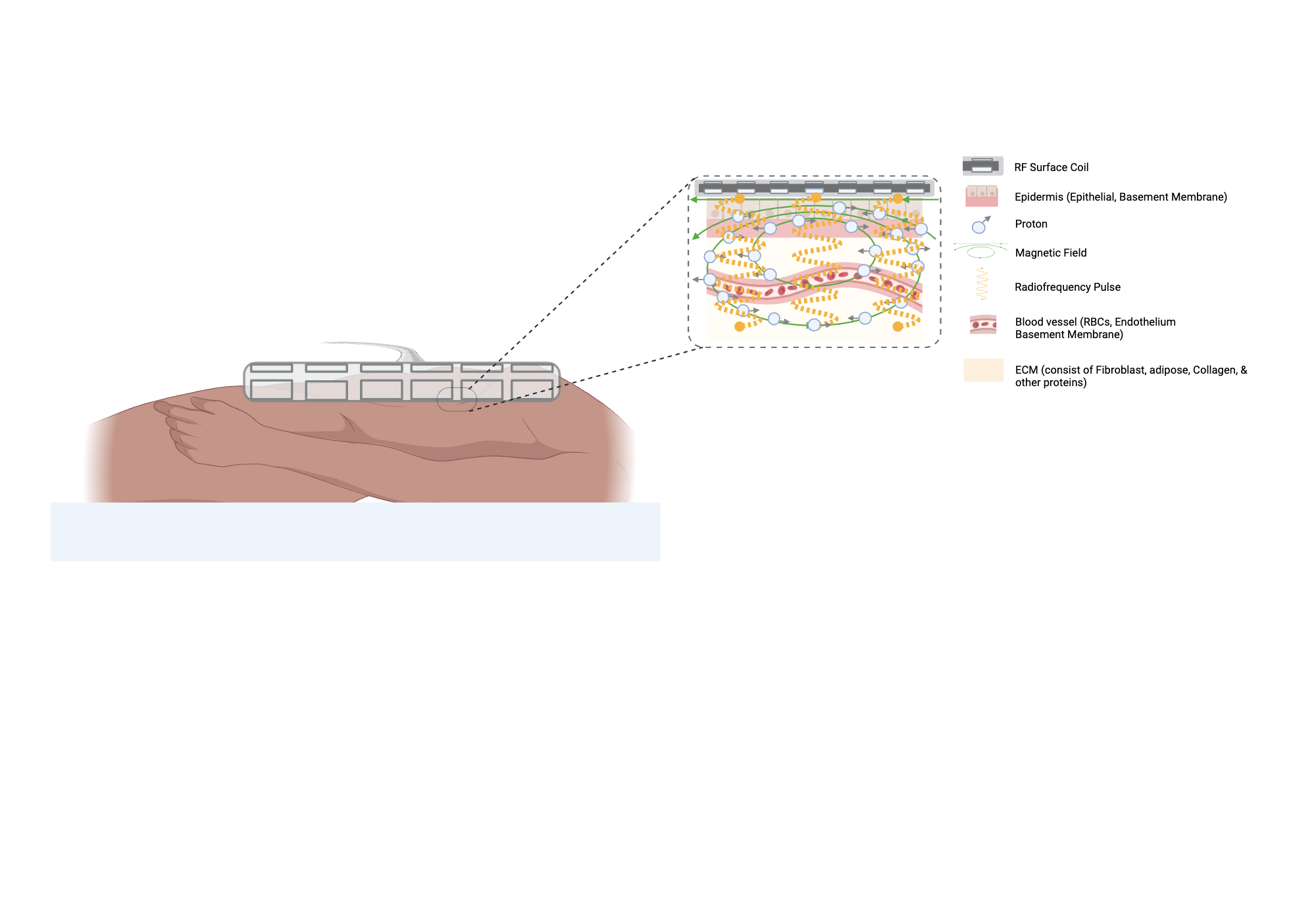 MRI hardware and Tissue | BioRender Science Templates