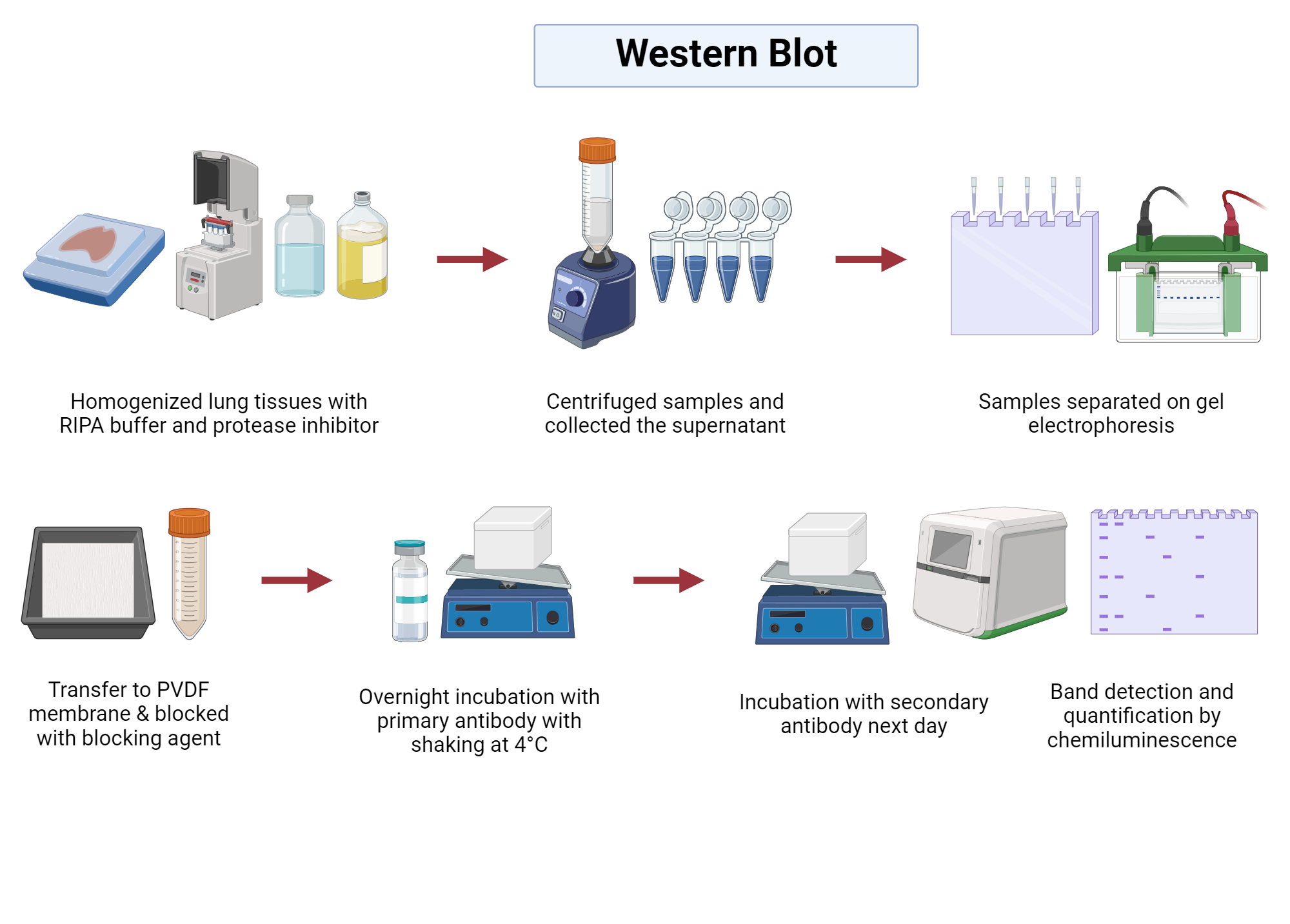 Overview of Western Blot | BioRender Science Templates