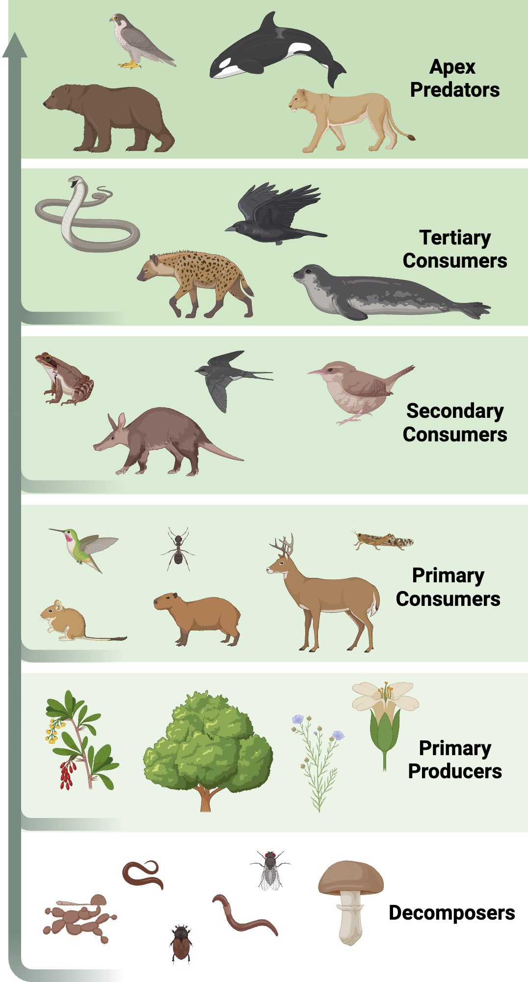 Trophic Levels | BioRender Science Templates