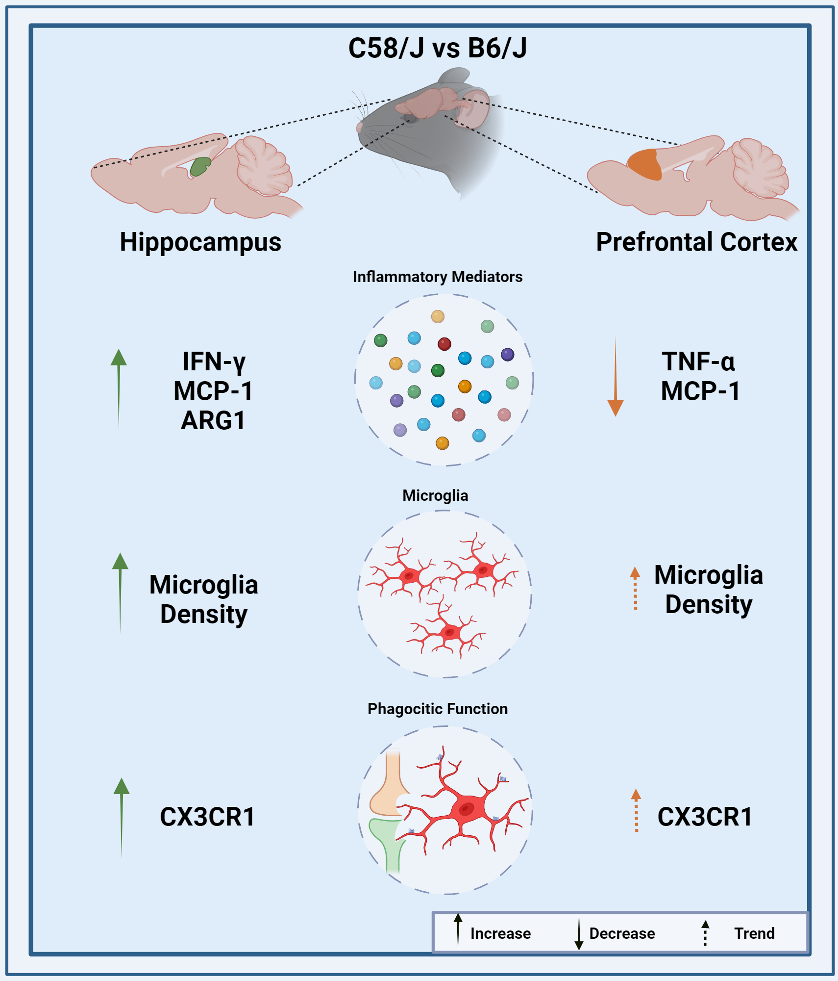 Changes in neuroinflammatory markers in the C58/J autism mouse model ...