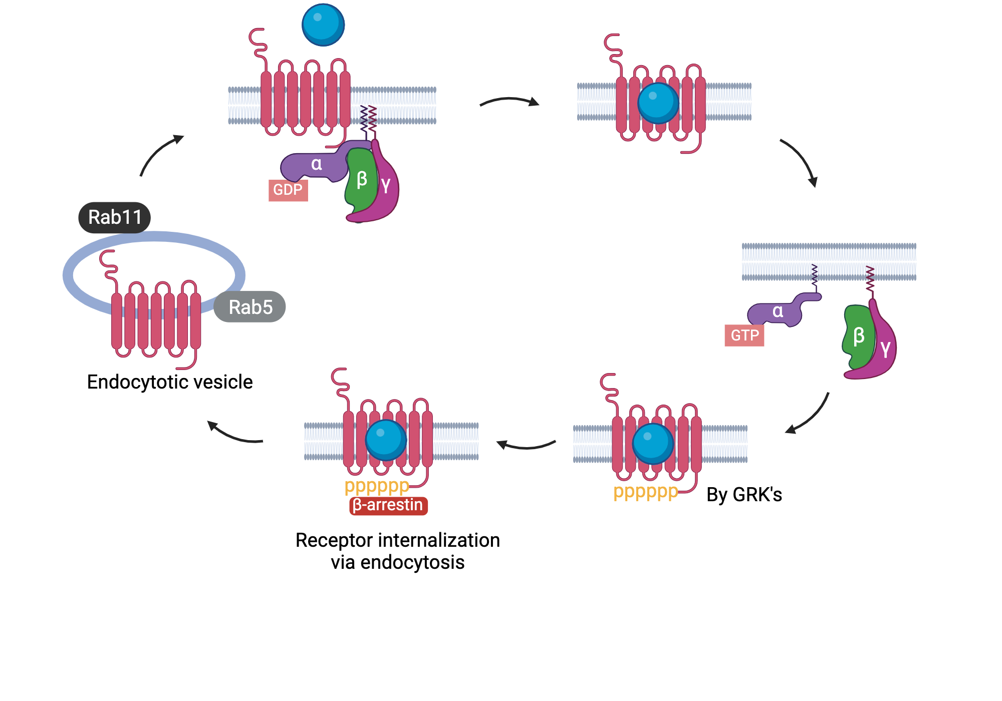 GPCR activation upon ligand binding and downstream signalling ...