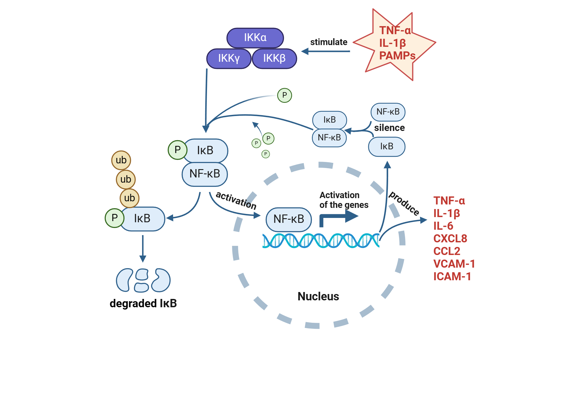 Positive feedback loop mechanism between oxidative stress and NF-κB ...
