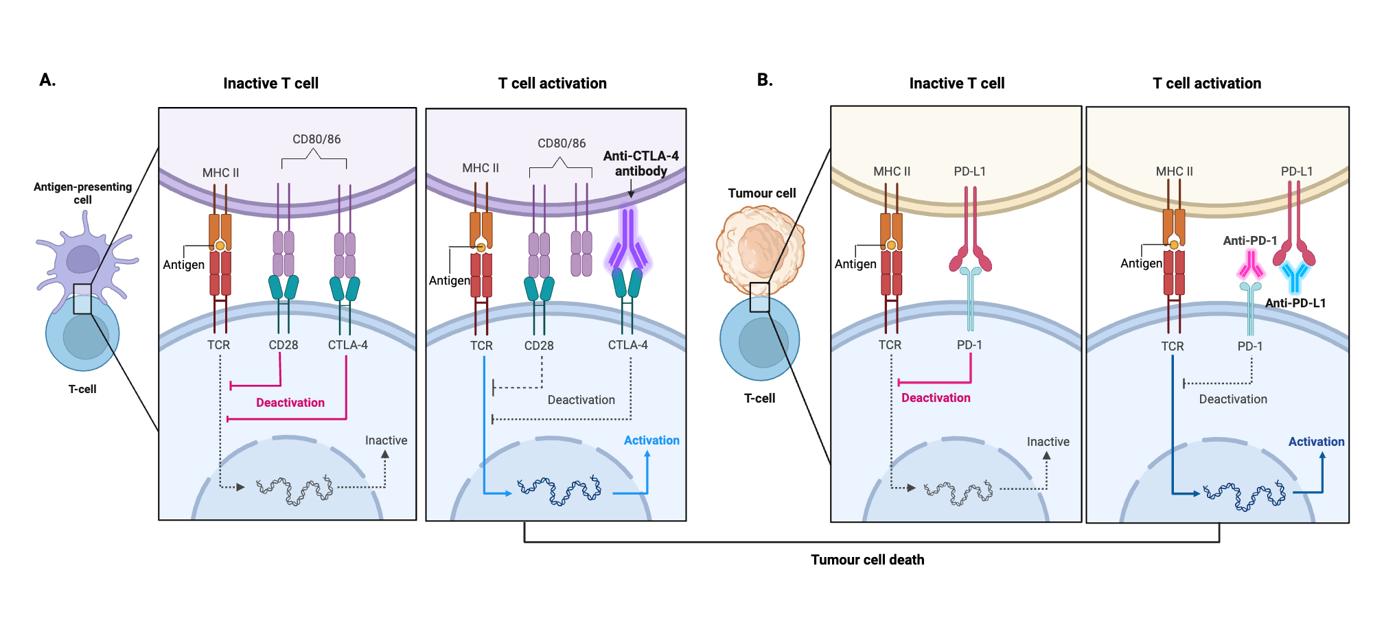 Immune checkpoint proteins (CTLA-4, PD-1 and PD-L1) and their impact on ...