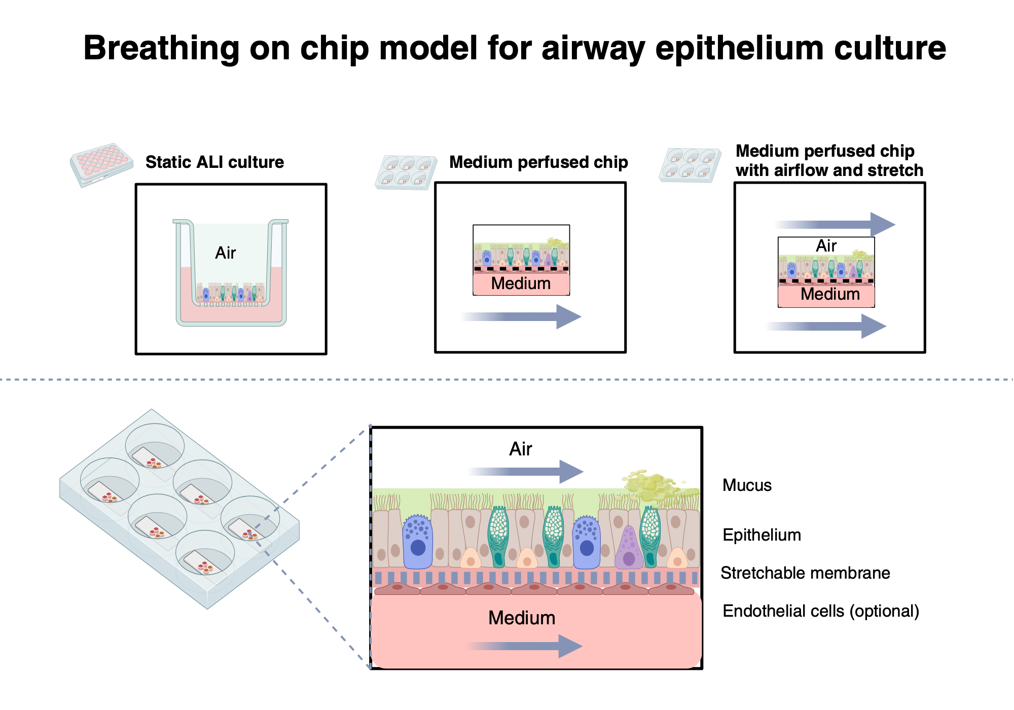Breathing on chip model for airway epithelium culture | BioRender ...