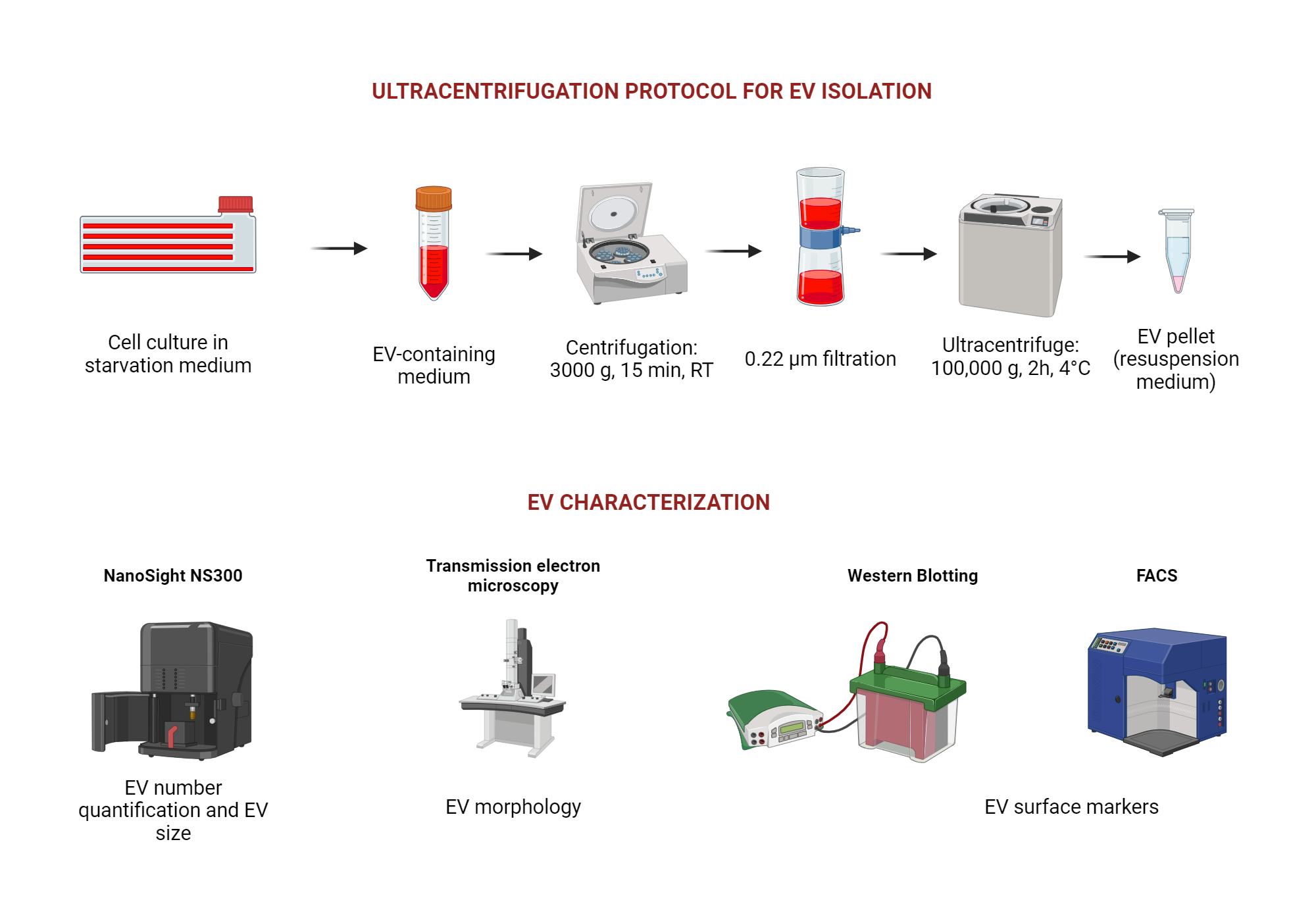 Isolation and characterization of cell-derived extracellular vesicles ...