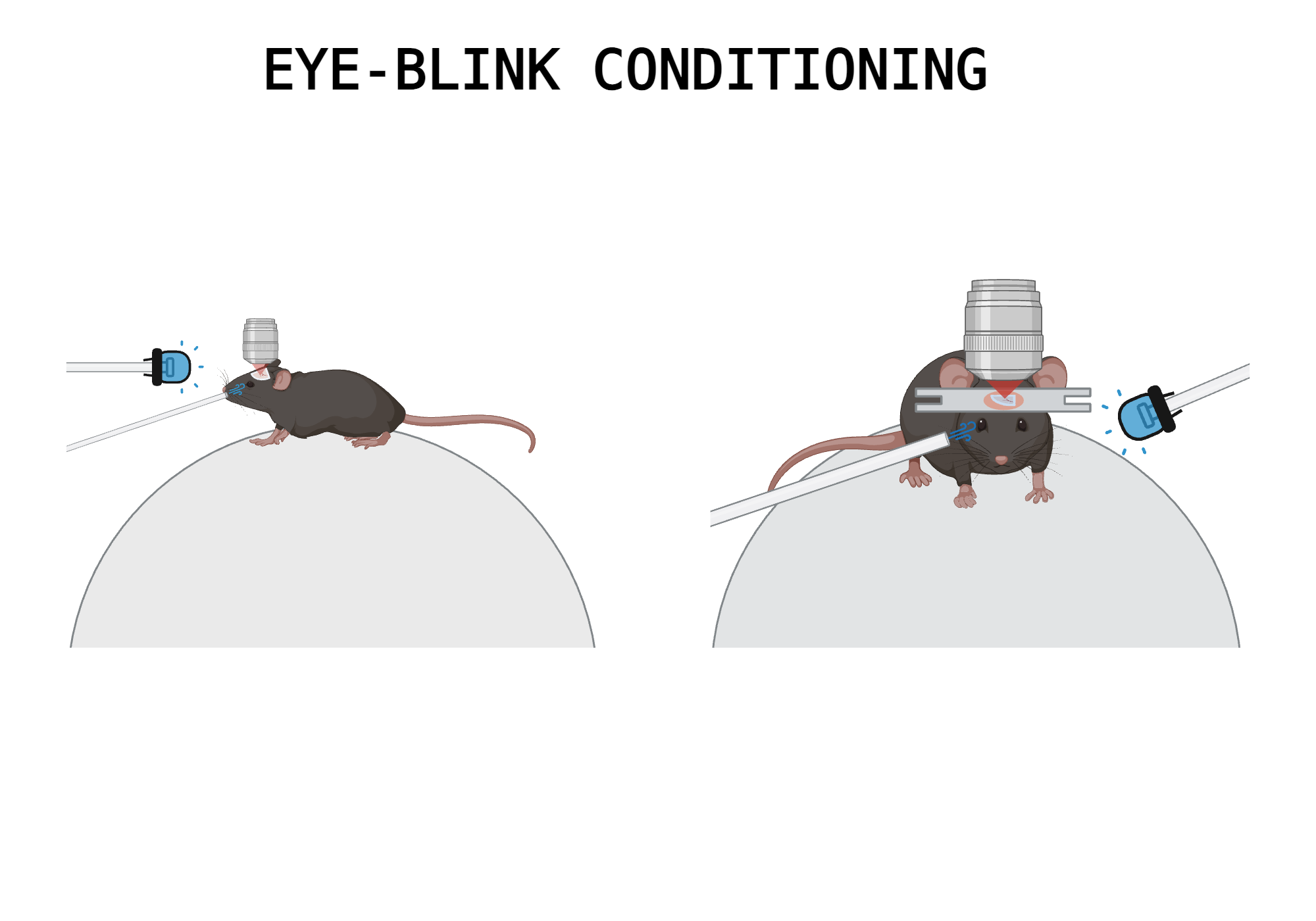 Eye Blink Conditioning Setup for In Vivo imaging | BioRender Science ...