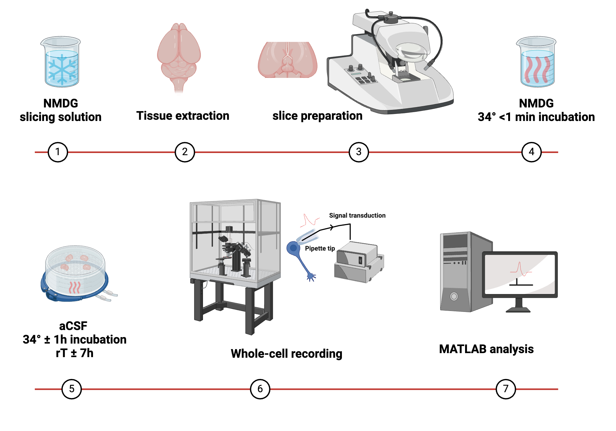 Slice Electrophysiology Protocol | BioRender Science Templates