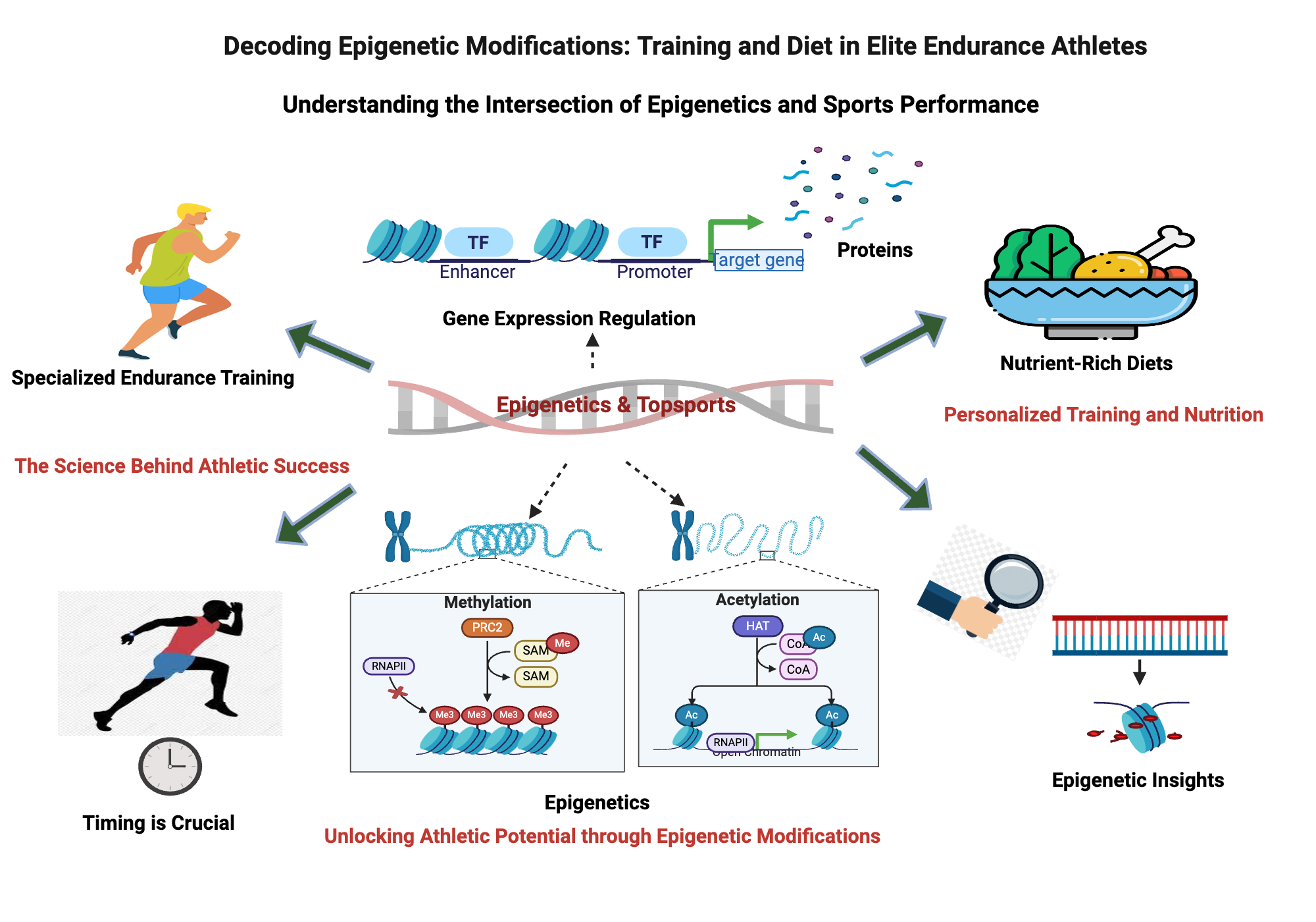 Epigenetics and Sports Performance | BioRender Science Templates