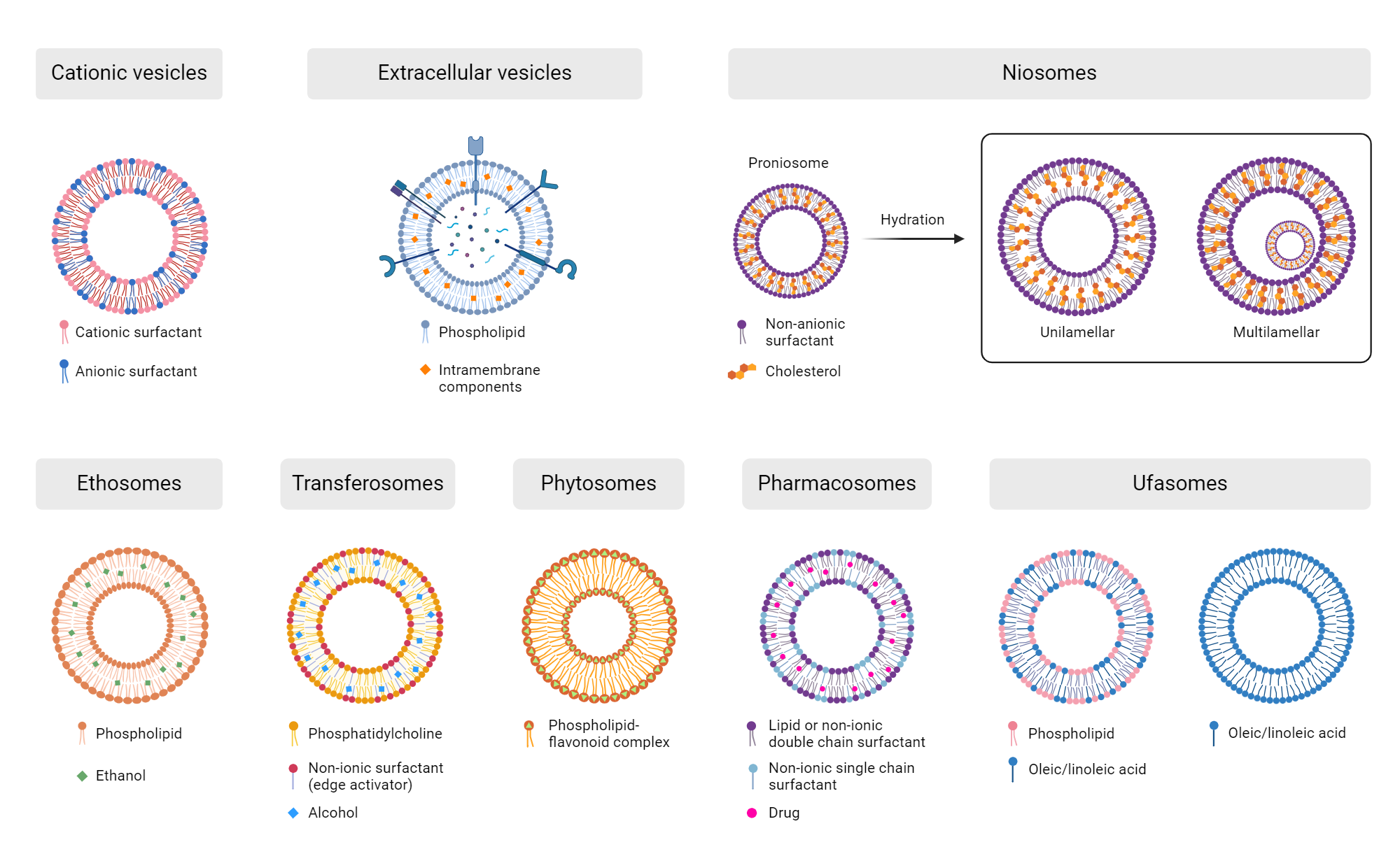 Lipid-Based Drug Delivery Systems | BioRender Science Templates