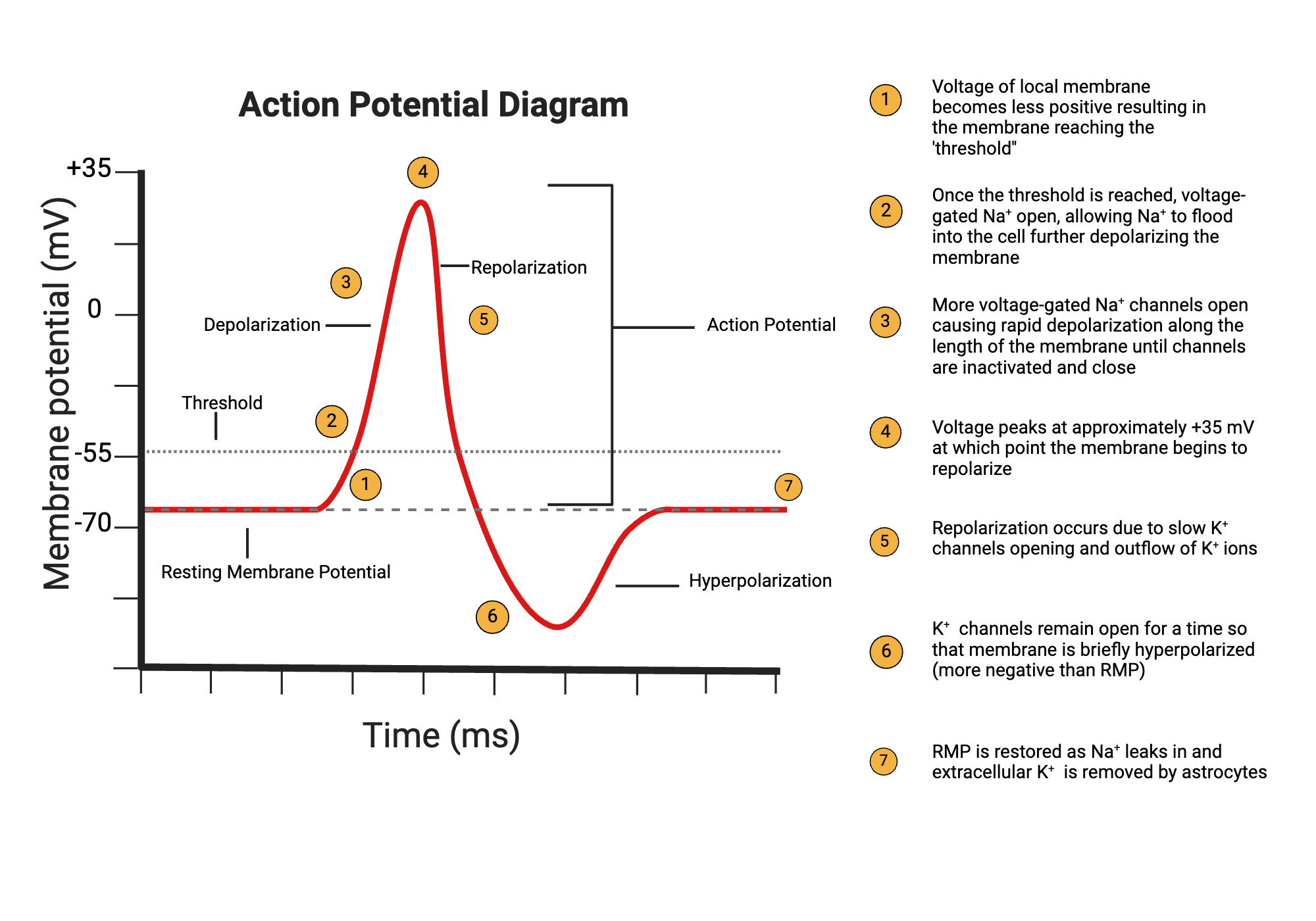 Action Potential Infograph BioRender Science Templates Action Potential Infograph BioRender Science Templates