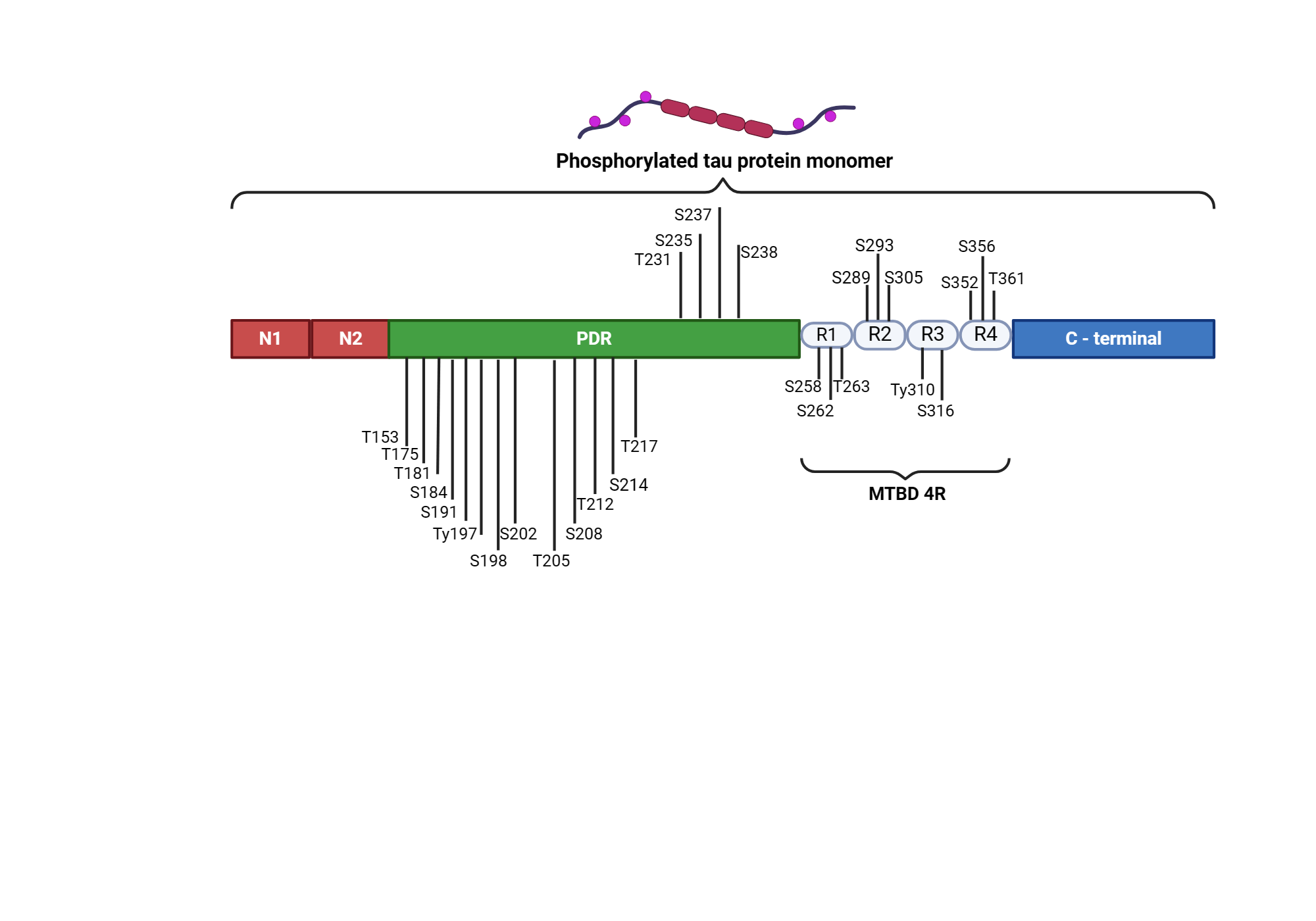 Phosphorylated tau protein monomer | BioRender Science Templates