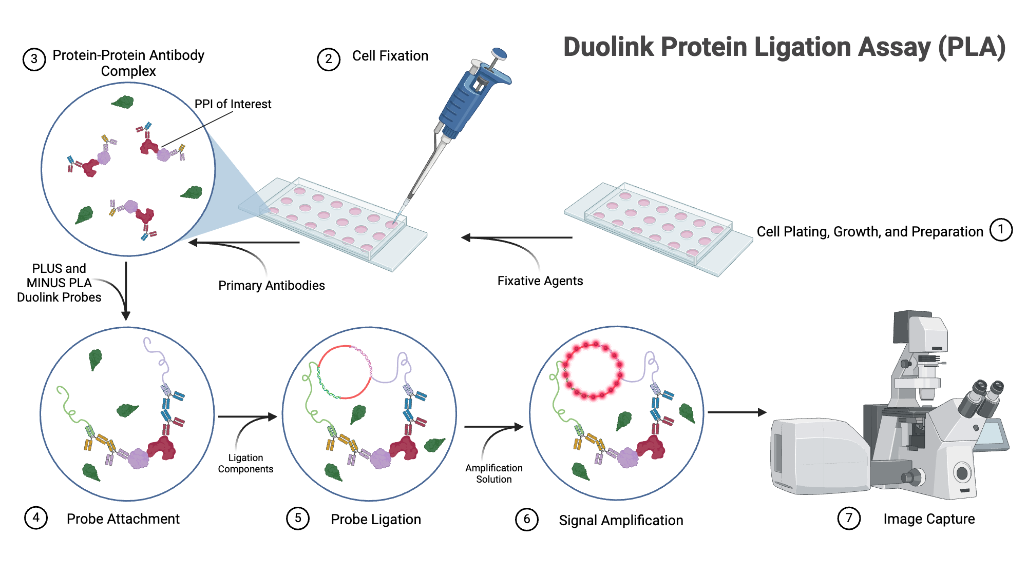 Duolink Protein Ligation Assay Biorender Science Templates