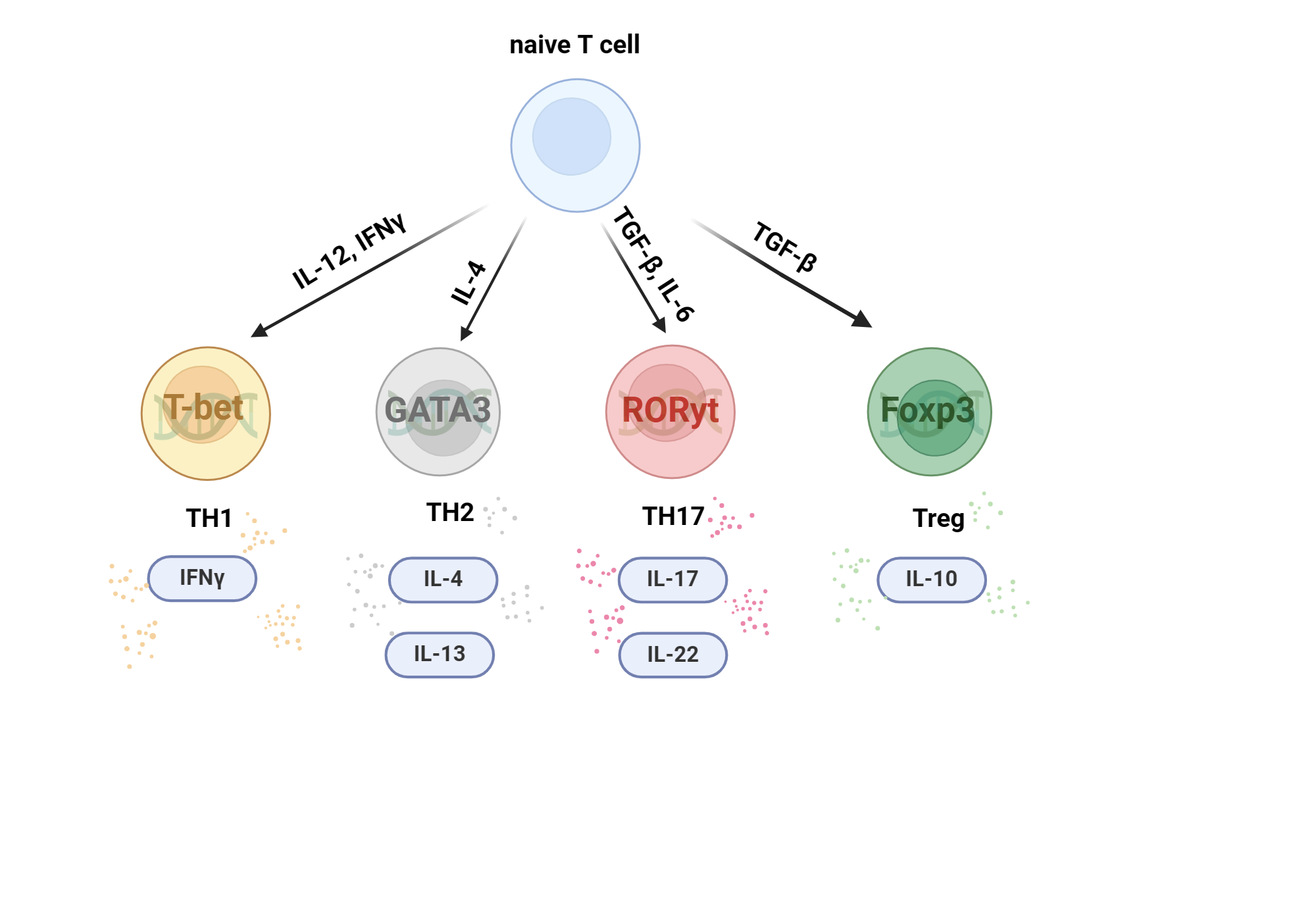 T cell differentation- simplified | BioRender Science Templates