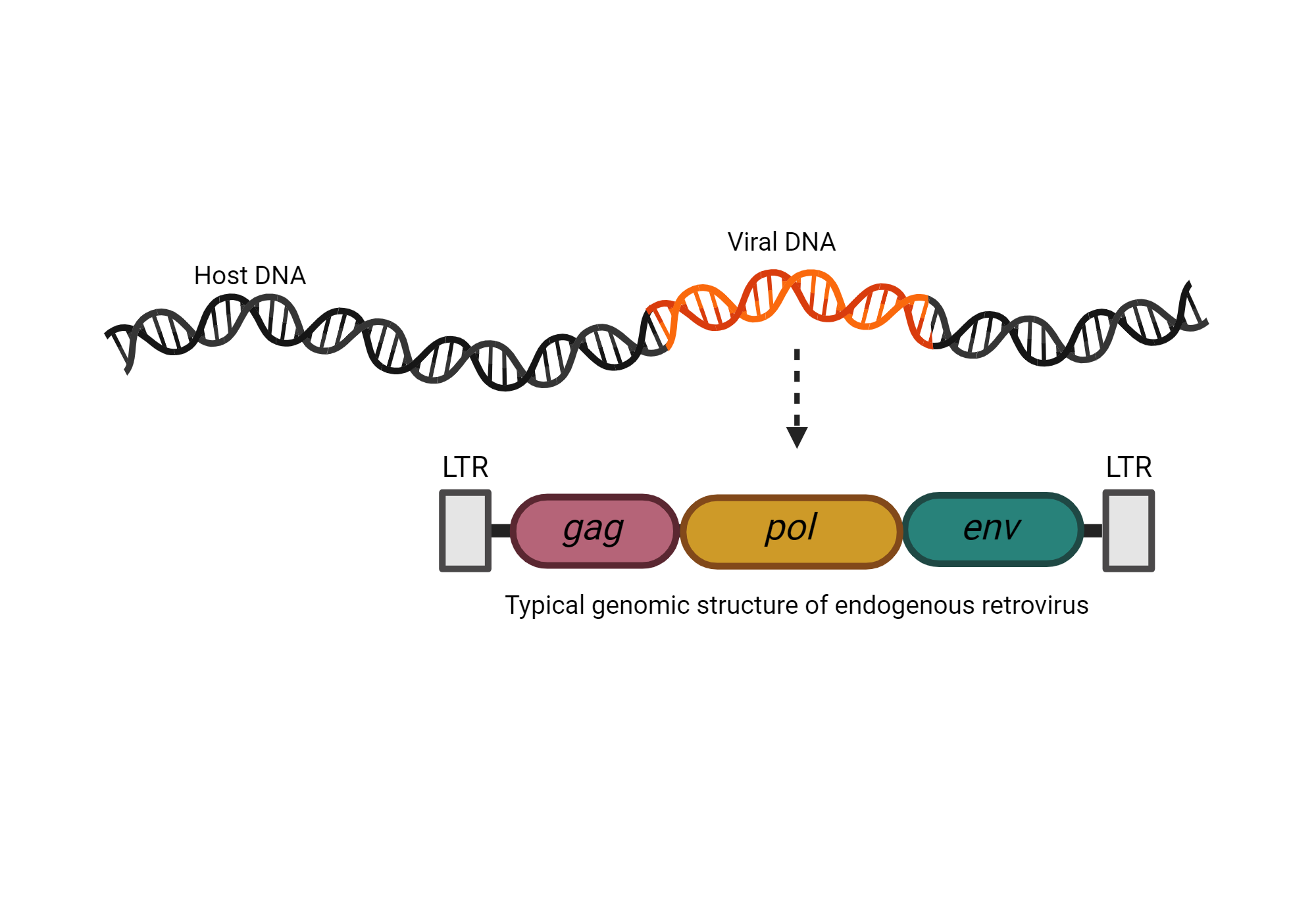 Typical endogenous retrovirus structure | BioRender Science Templates