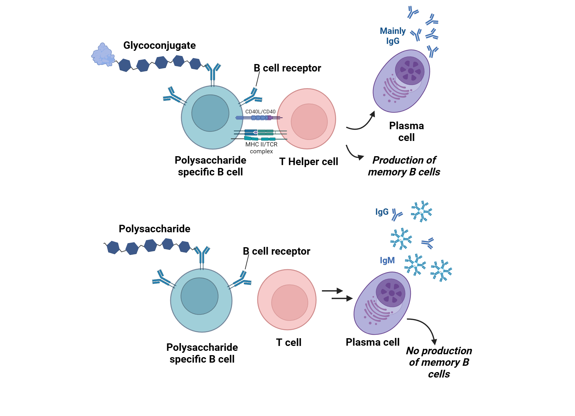 Mechanism of action of polysaccharide vaccines versus glycoconjugate vaccines | BioRender ...