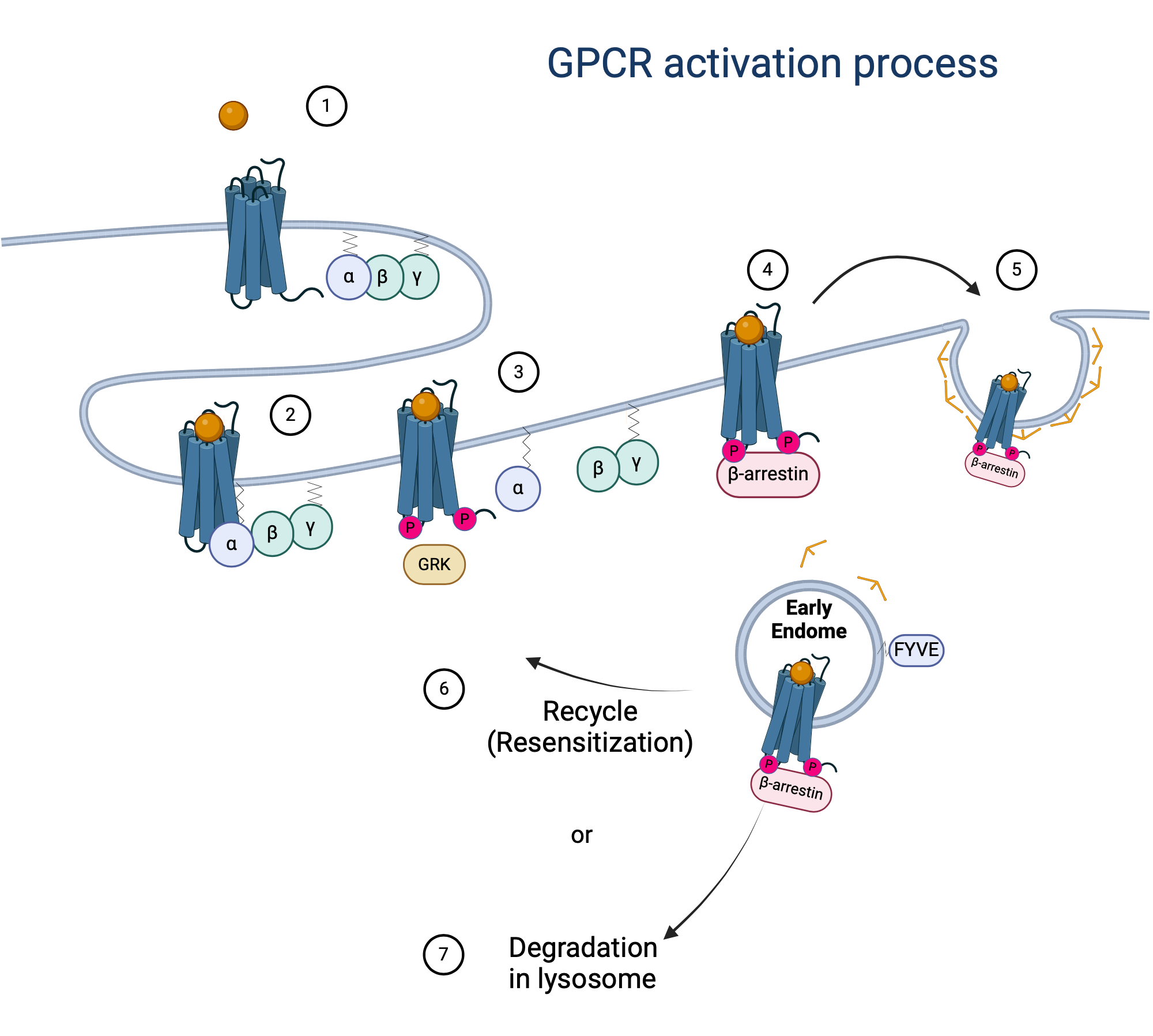 GPCR activation process | BioRender Science Templates