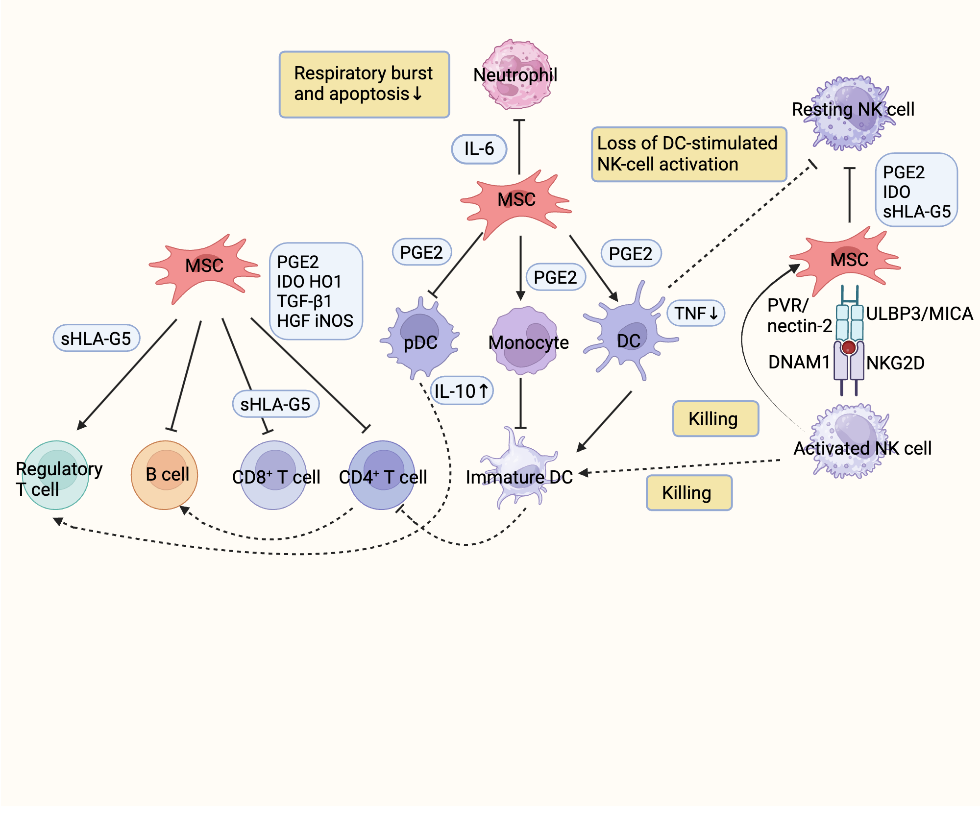 Cytokines in bone marrow niche | BioRender Science Templates