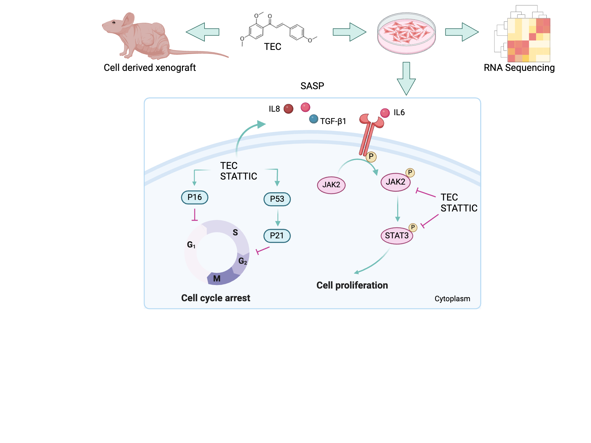 Small molecule induced senescence-associated secretory phenotype in ...