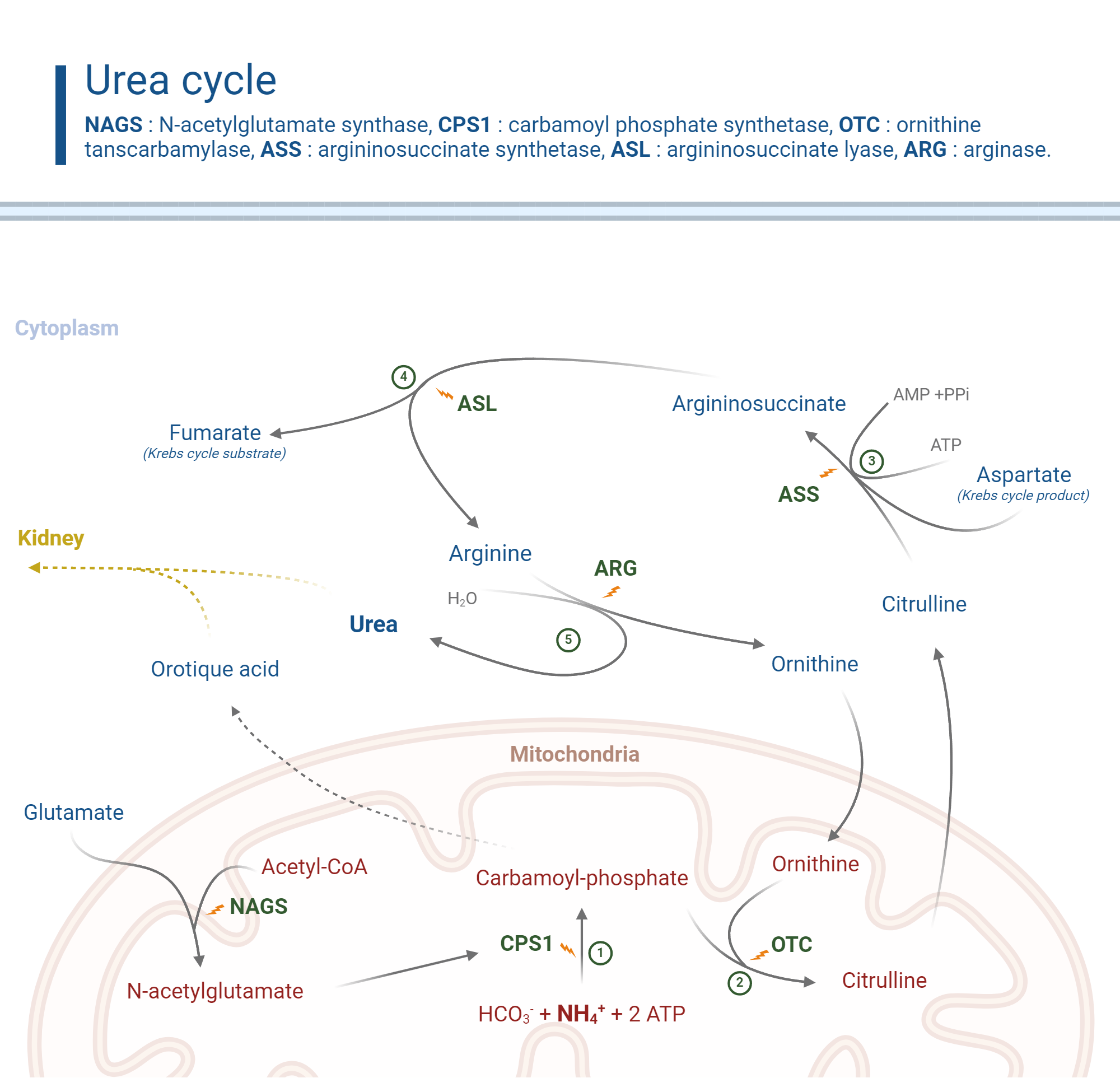 Urea cycle | BioRender Science Templates