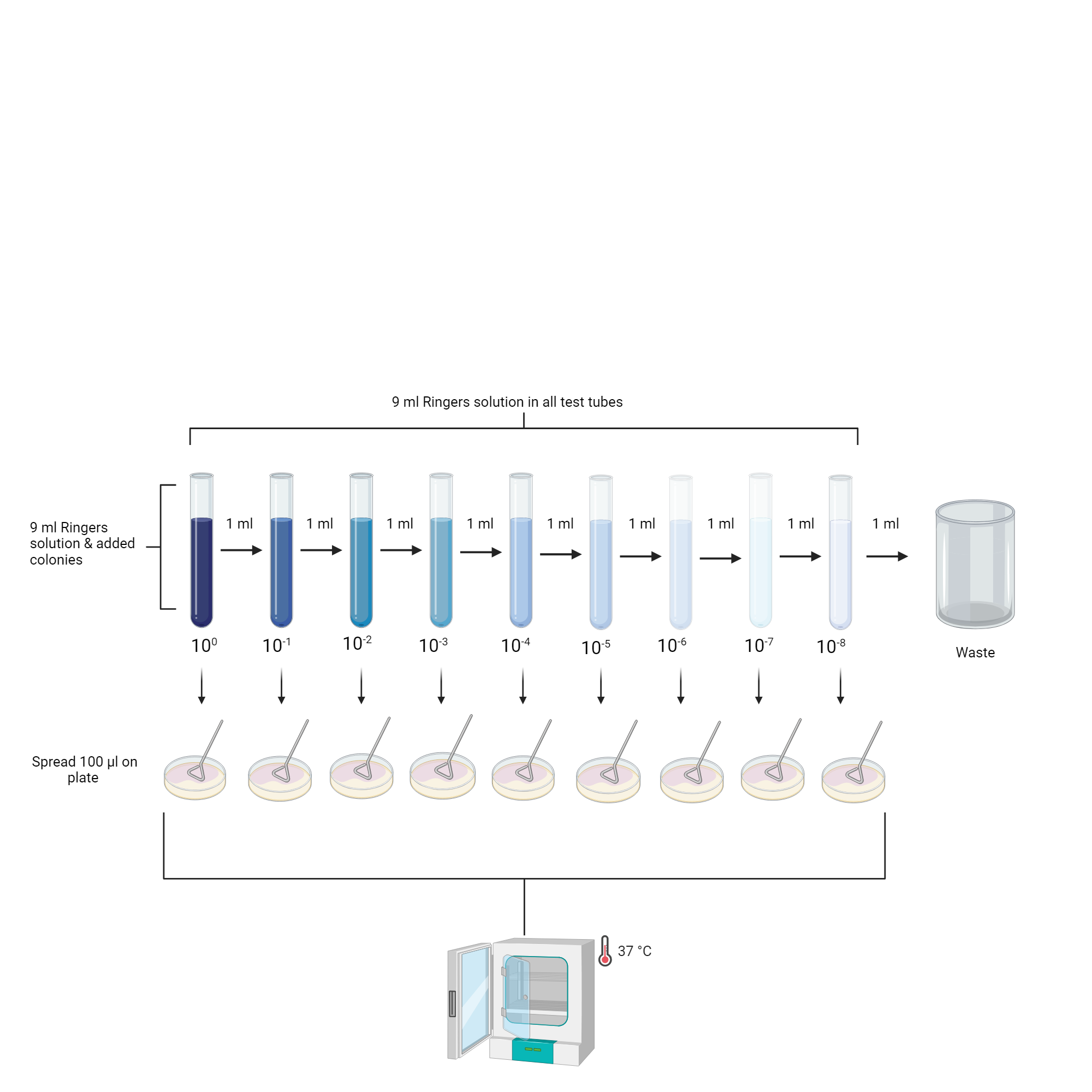Serial dilution of bacteria | BioRender Science Templates