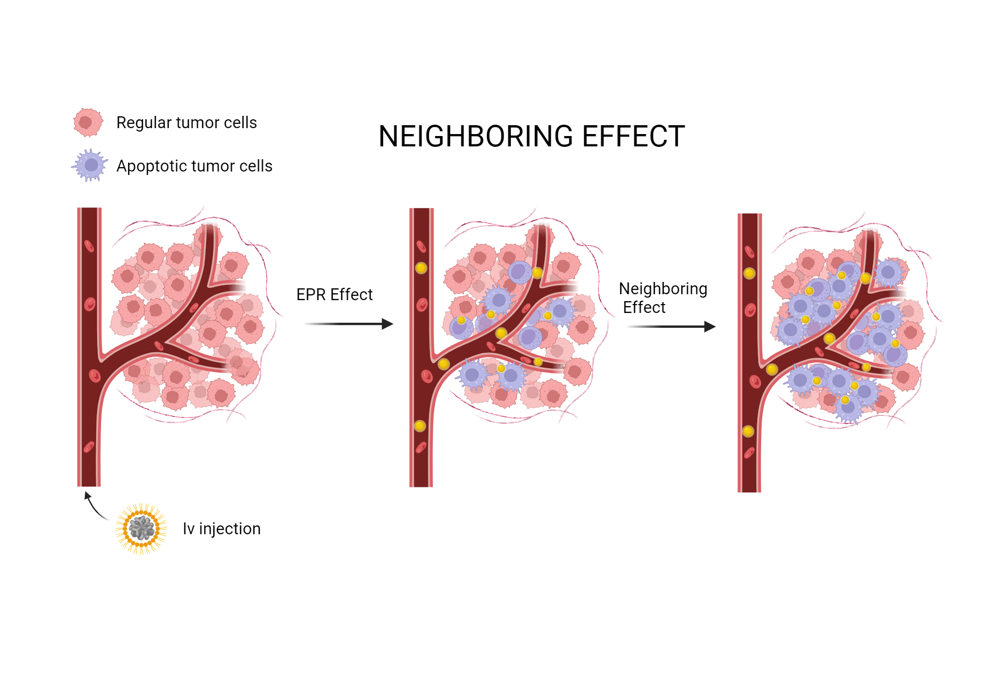 The neighboring effect | BioRender Science Templates