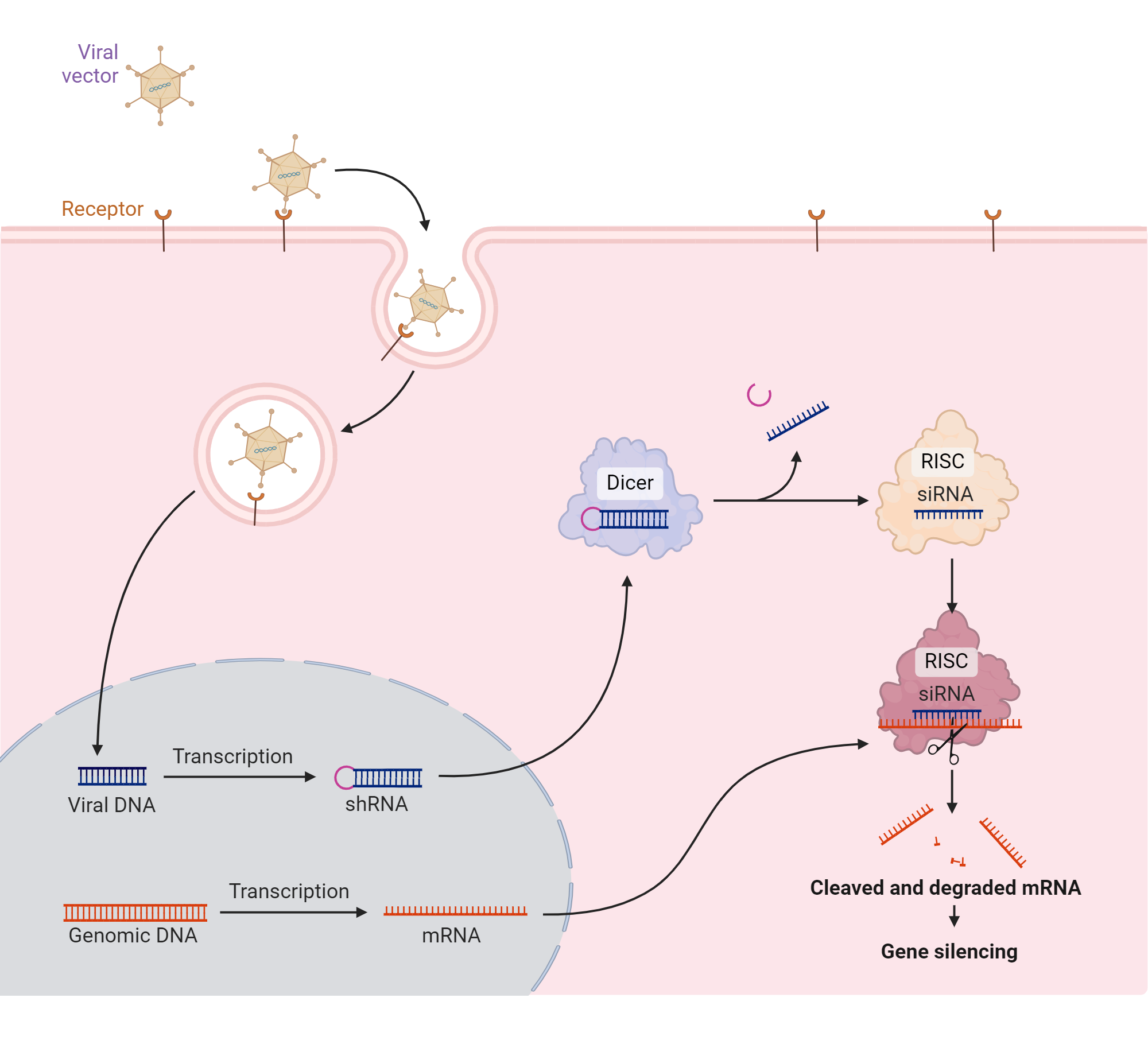 Viral vector mediated delivery of RNA | BioRender Science Templates