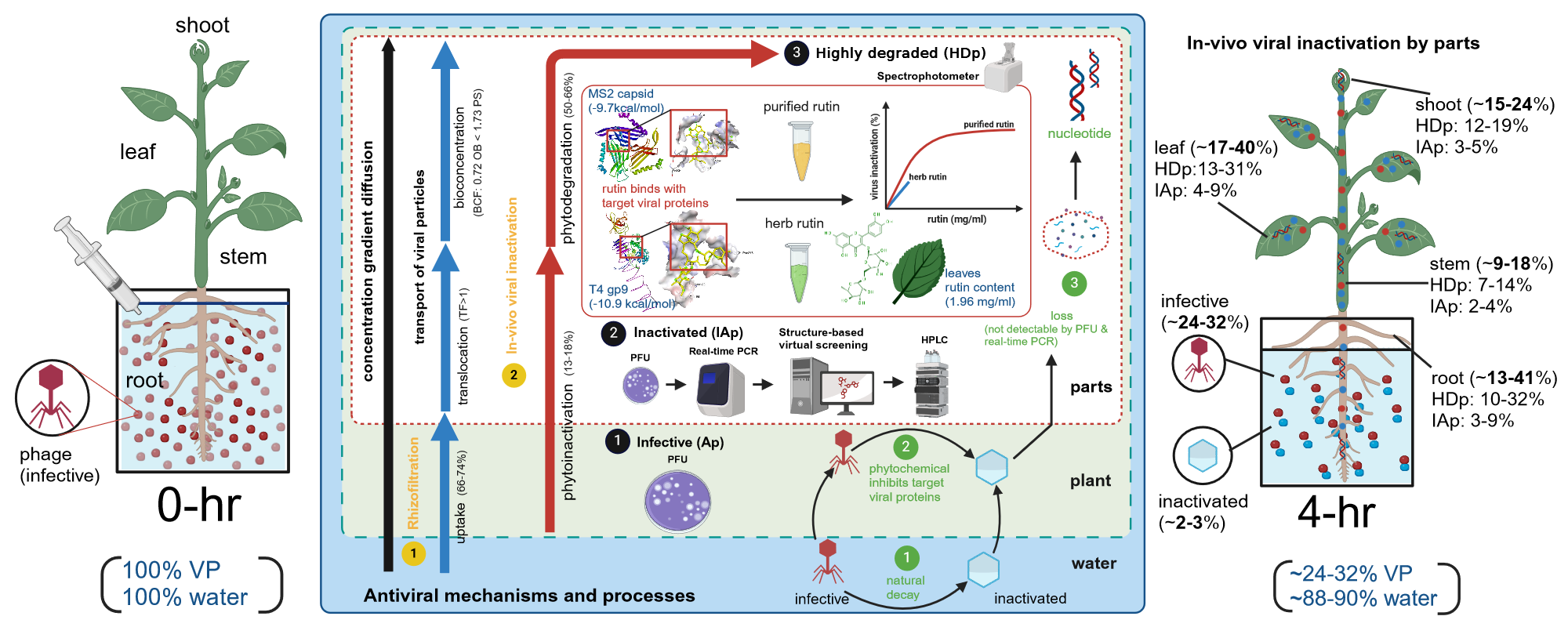 Antiviral plant-based remediation approach for assessing waterborne ...