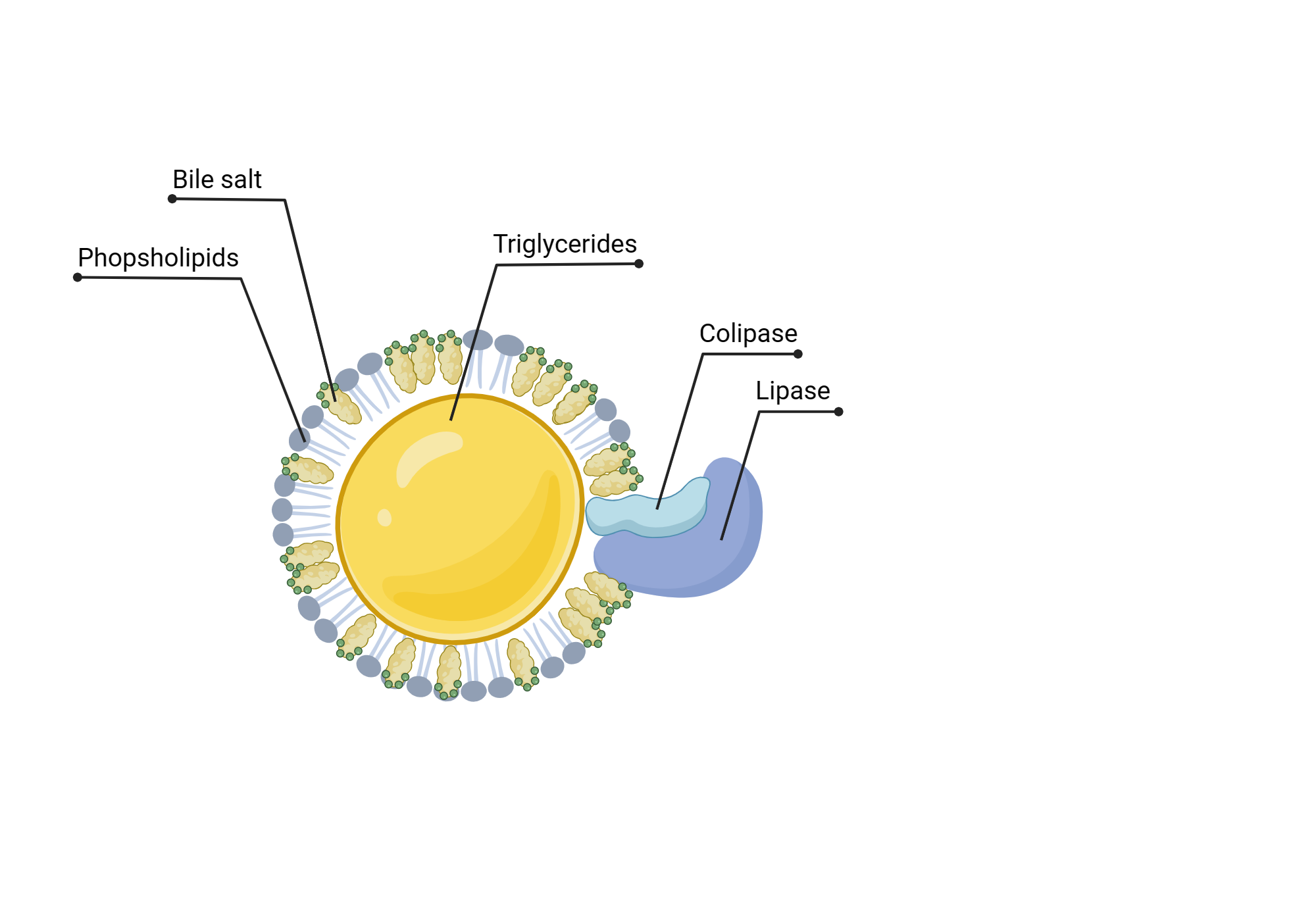 Lipase-colipase Complex Action | BioRender Science Templates