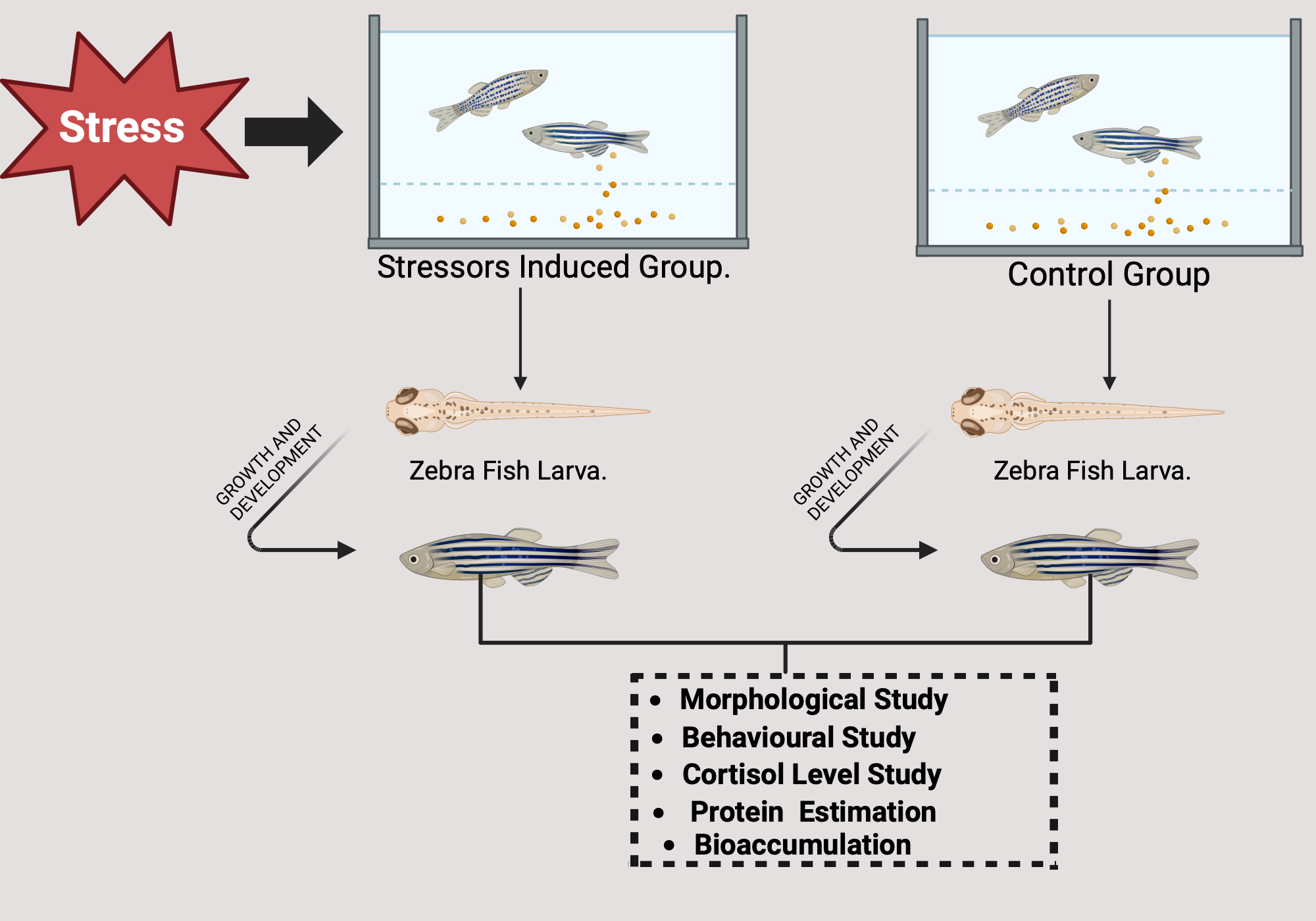Effects of Chemical Stressors on the Zebra Fish and studying it's ...