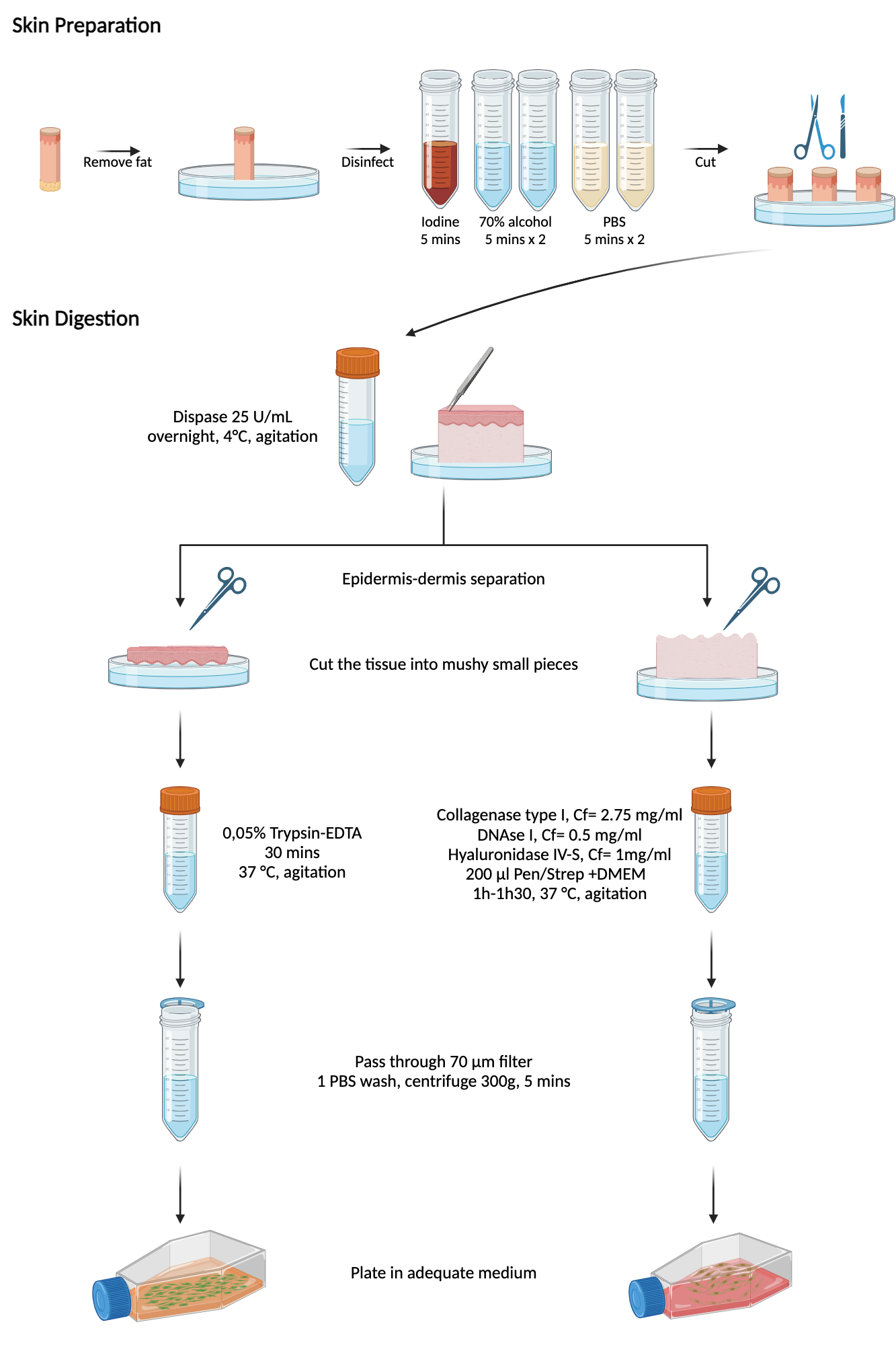 Human dermal and epithelial cell isolation | BioRender Science Templates