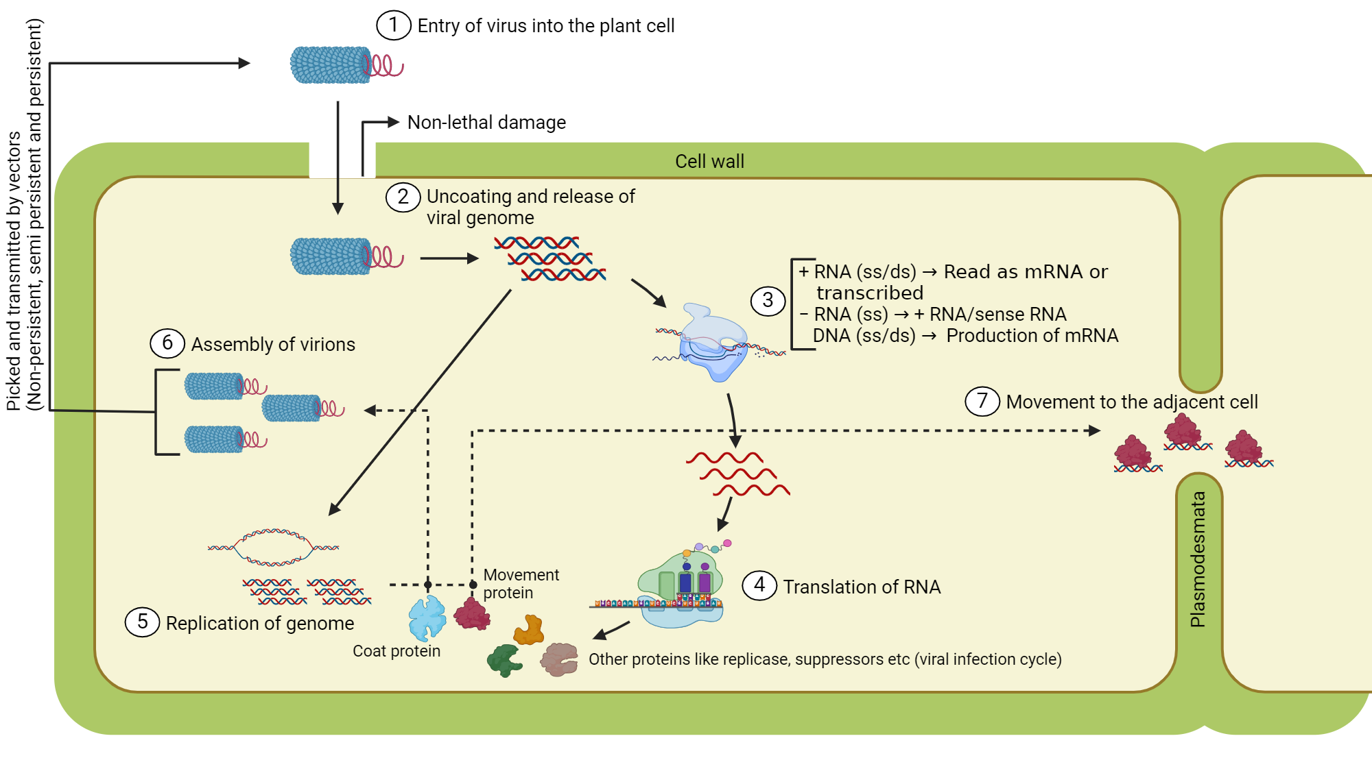 Plant virus infection cycle | BioRender Science Templates