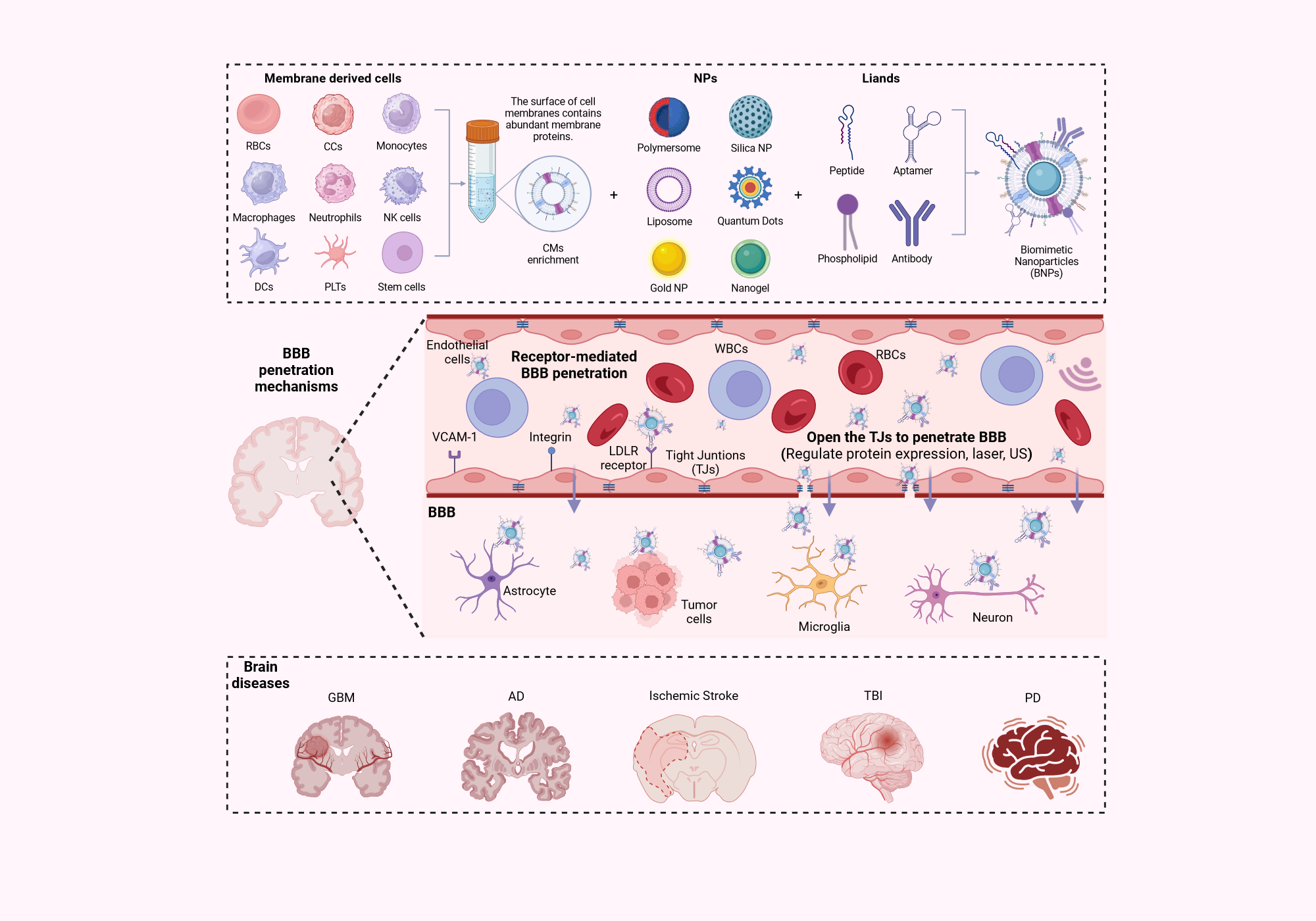Mechanism and Application of Biomimetic Nanoparticles crossing BBB ...