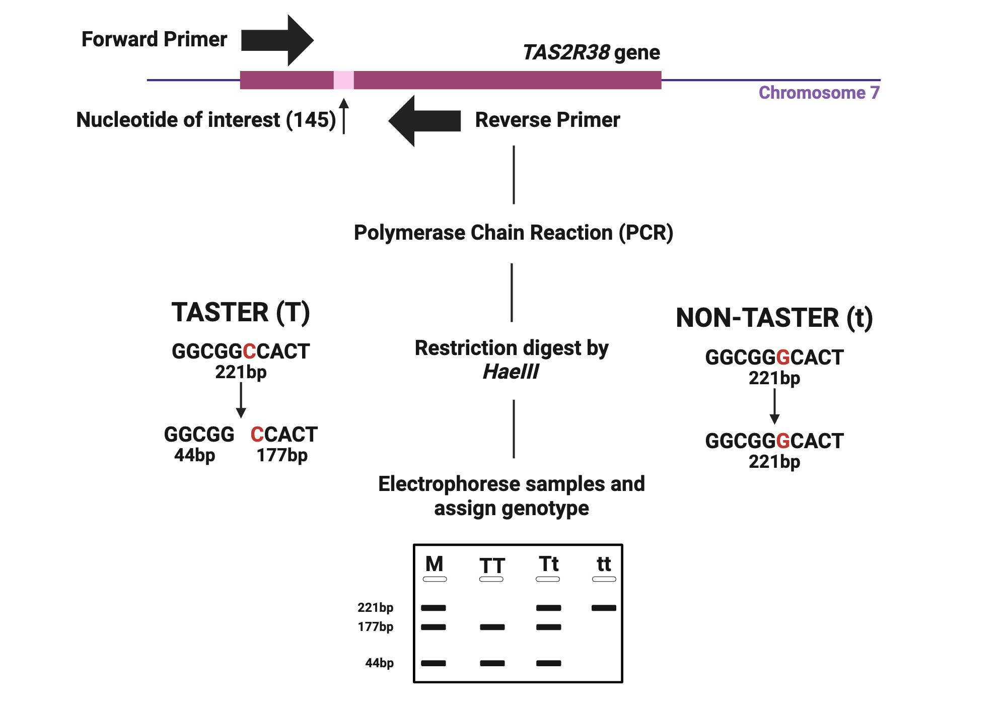 Experimental procedure for genotyping TAS2R38 at SNP 125 | BioRender ...