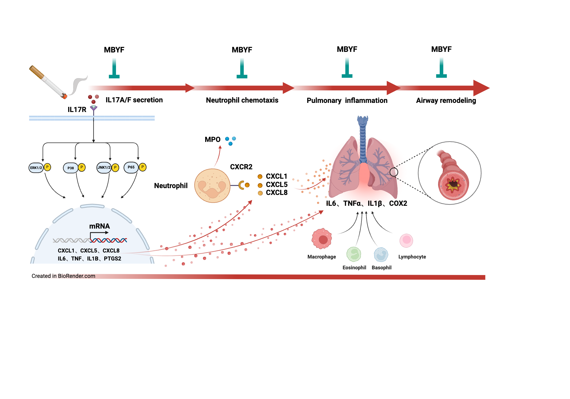 Inflammation in COPD | BioRender Science Templates