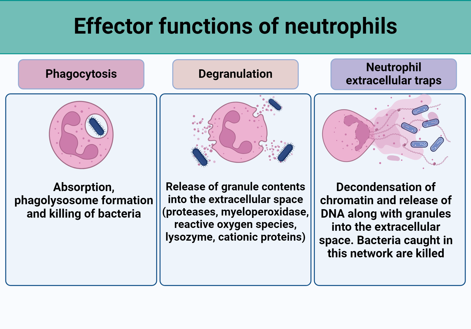 Effector functions of neutrophils | BioRender Science Templates