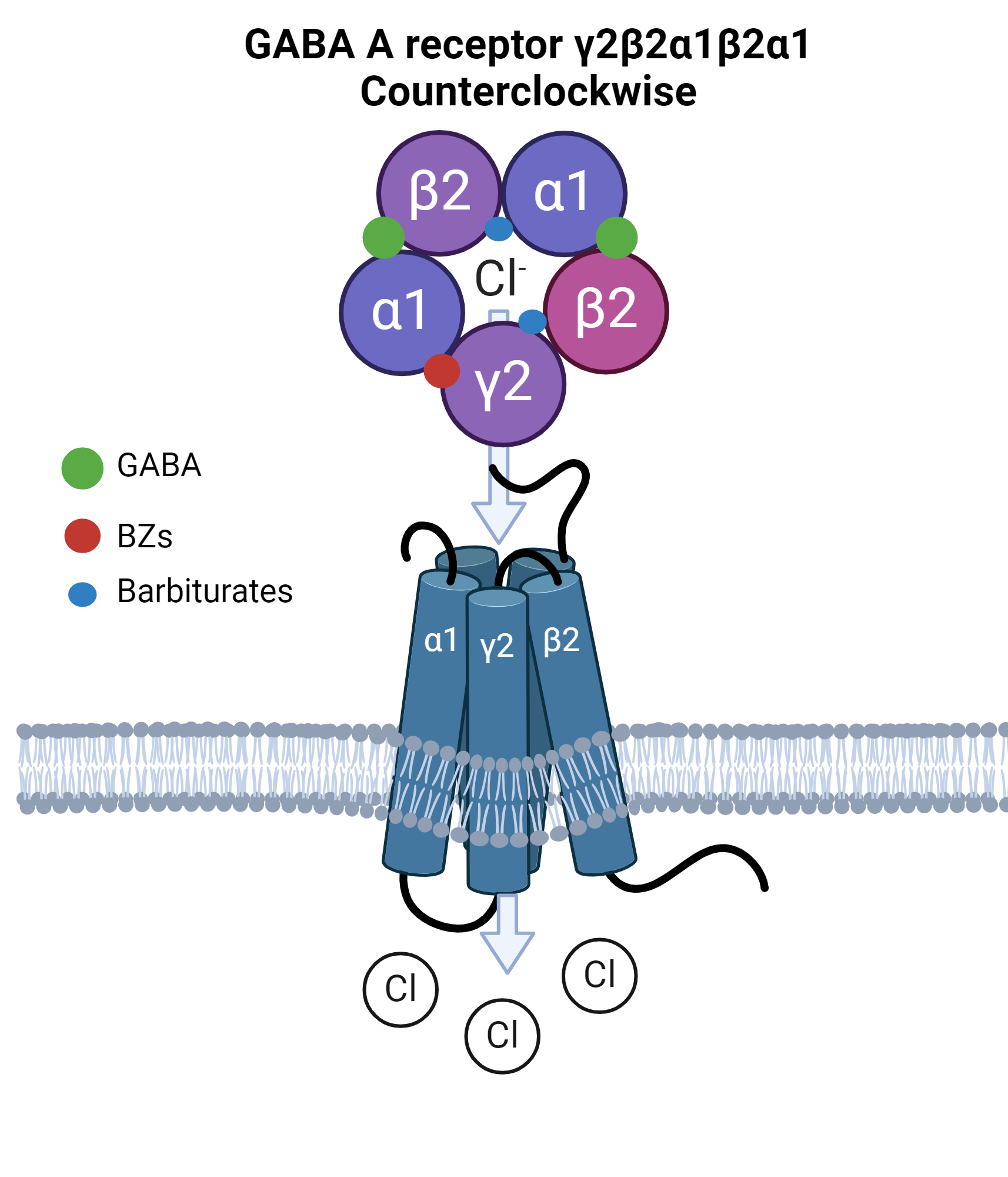GABAA receptor | BioRender Science Templates
