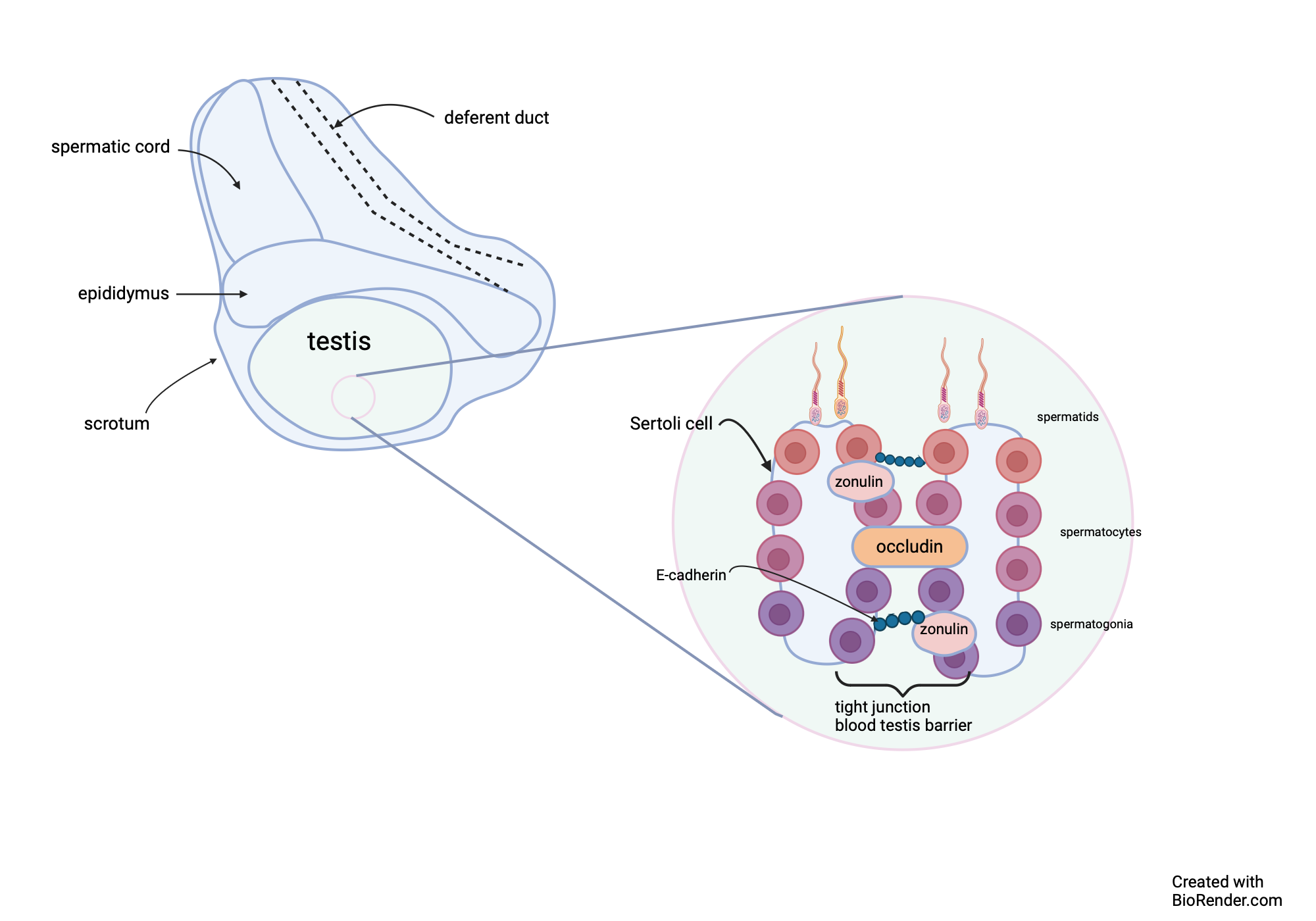 Diagramatic representation of the stallion blood-testis barrier ...