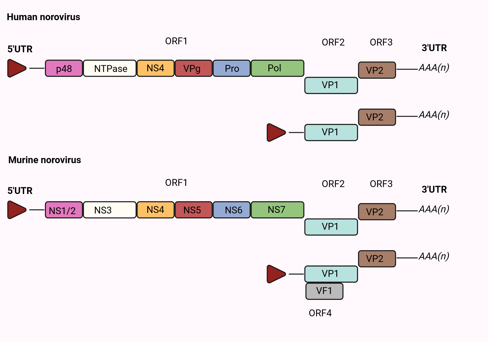 Genomic structure of norovirus | BioRender Science Templates Genomic structure of norovirus | BioRender Science Templates