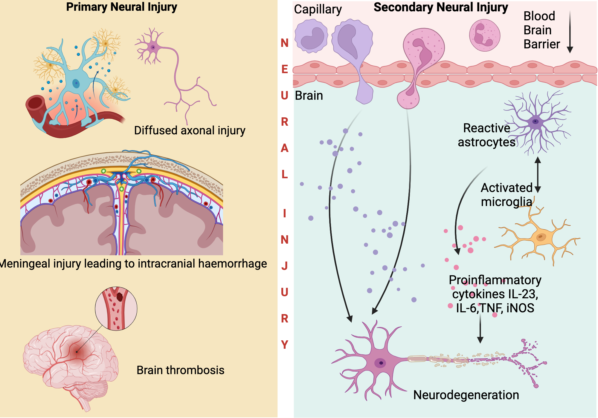 Primary and secondary neural injury | BioRender Science Templates